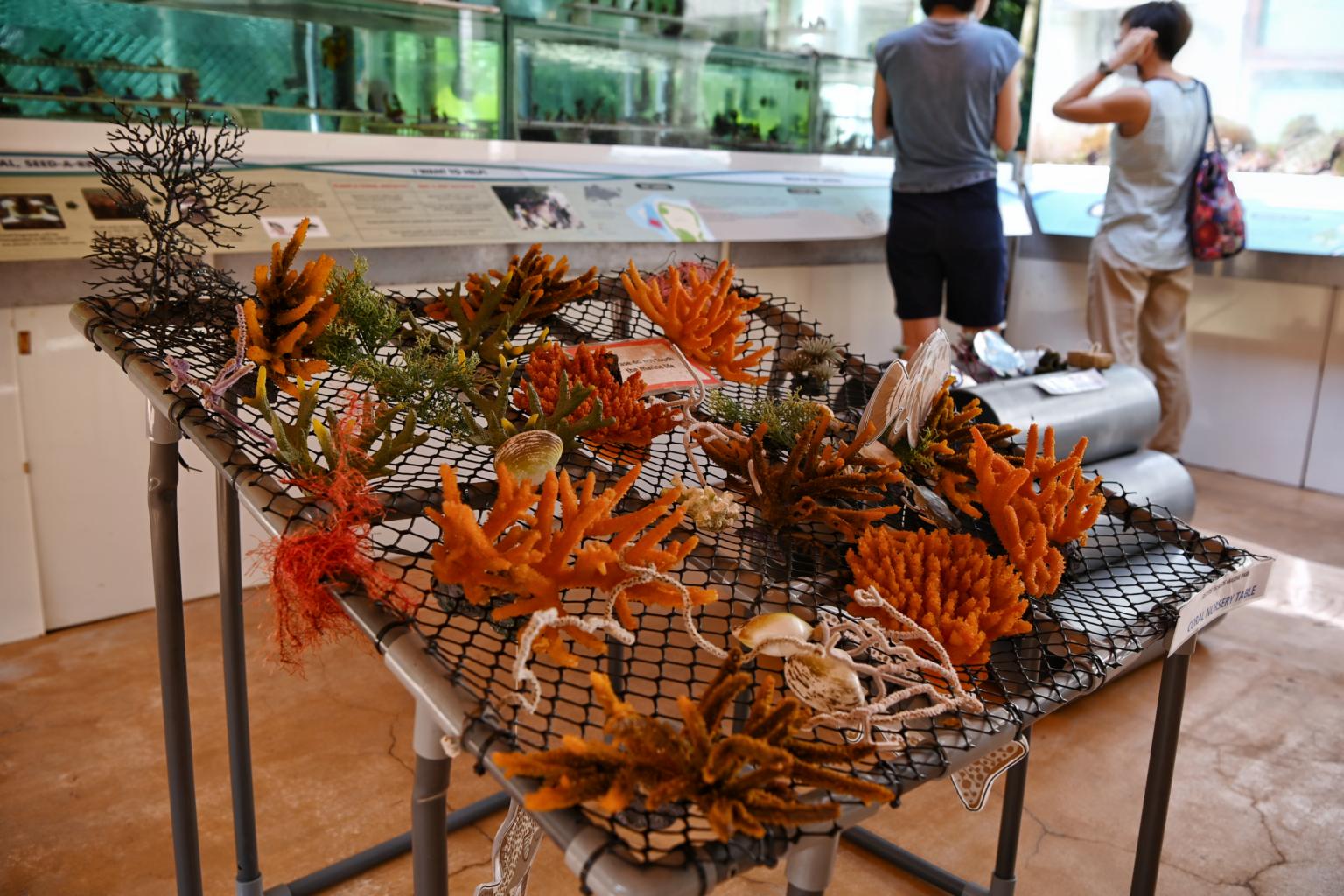 More coral growing structures donated to NParks to help restore marine ...