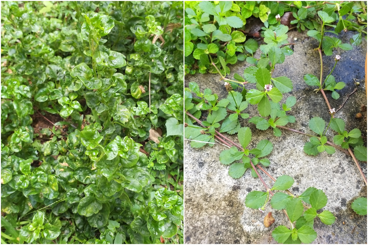 Root Awakening: Periwinkle may lack nutrients | The Straits Times