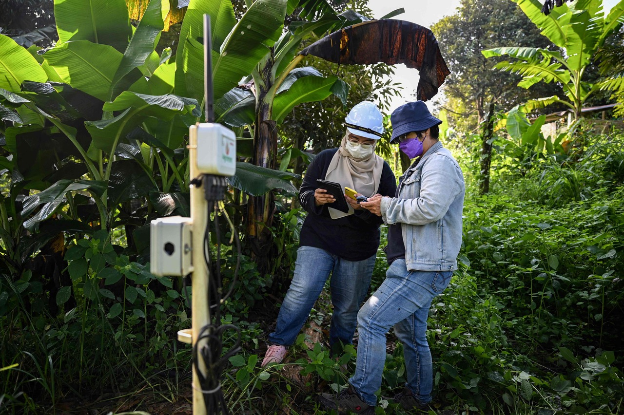 From drones to sensors, Malaysian durian grower goes high-tech | The ...
