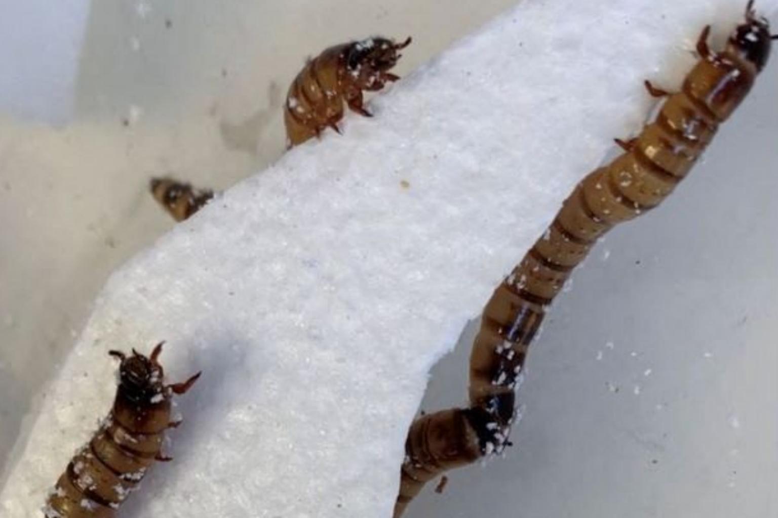 Styrofoam-munching superworms could hold key to plastic upcycling | The ...