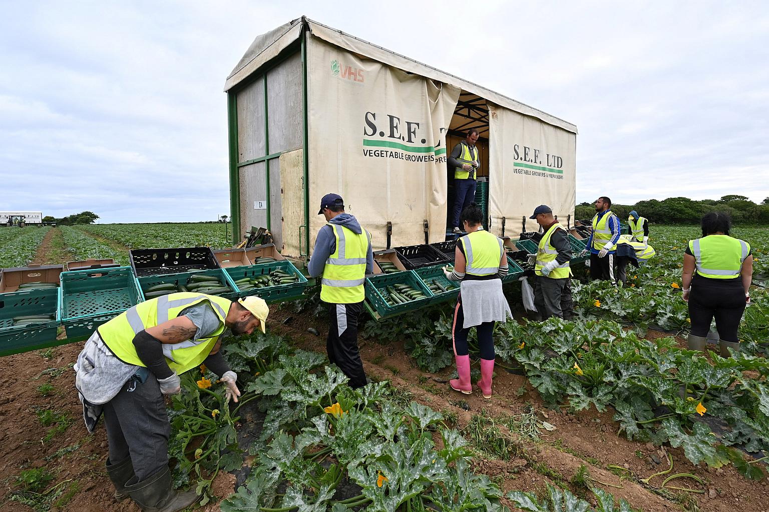 British farm recruiters shun Russians even as labour shortages bite ...