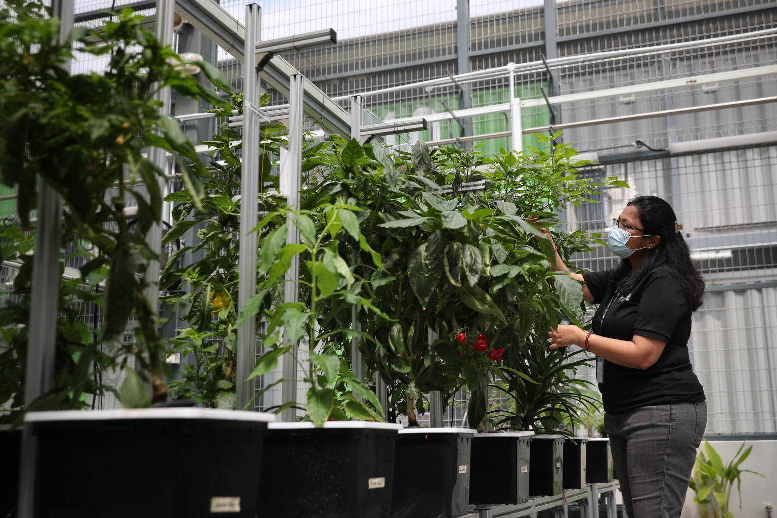 Republic Poly launches new facility to train students in agricultural ...