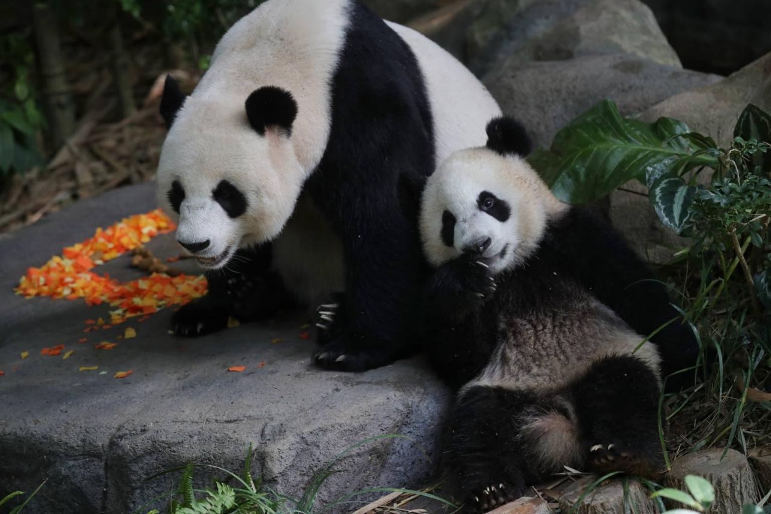 Le Le, first panda cub born in S'pore, celebrates first birthday | The ...