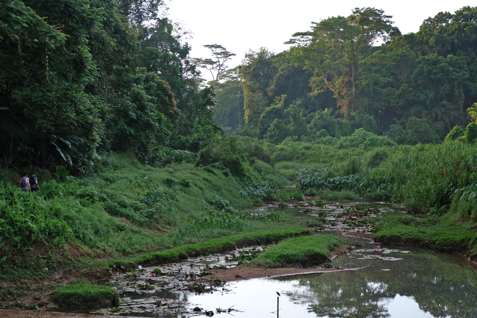 Cross Island Line phase 2 could have major impact on nearby forests ...