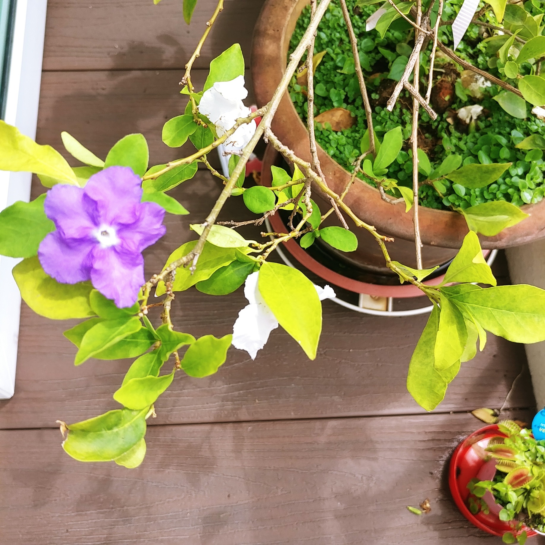 Root Awakening: Plant is the Wingpod Purslane | The Straits Times