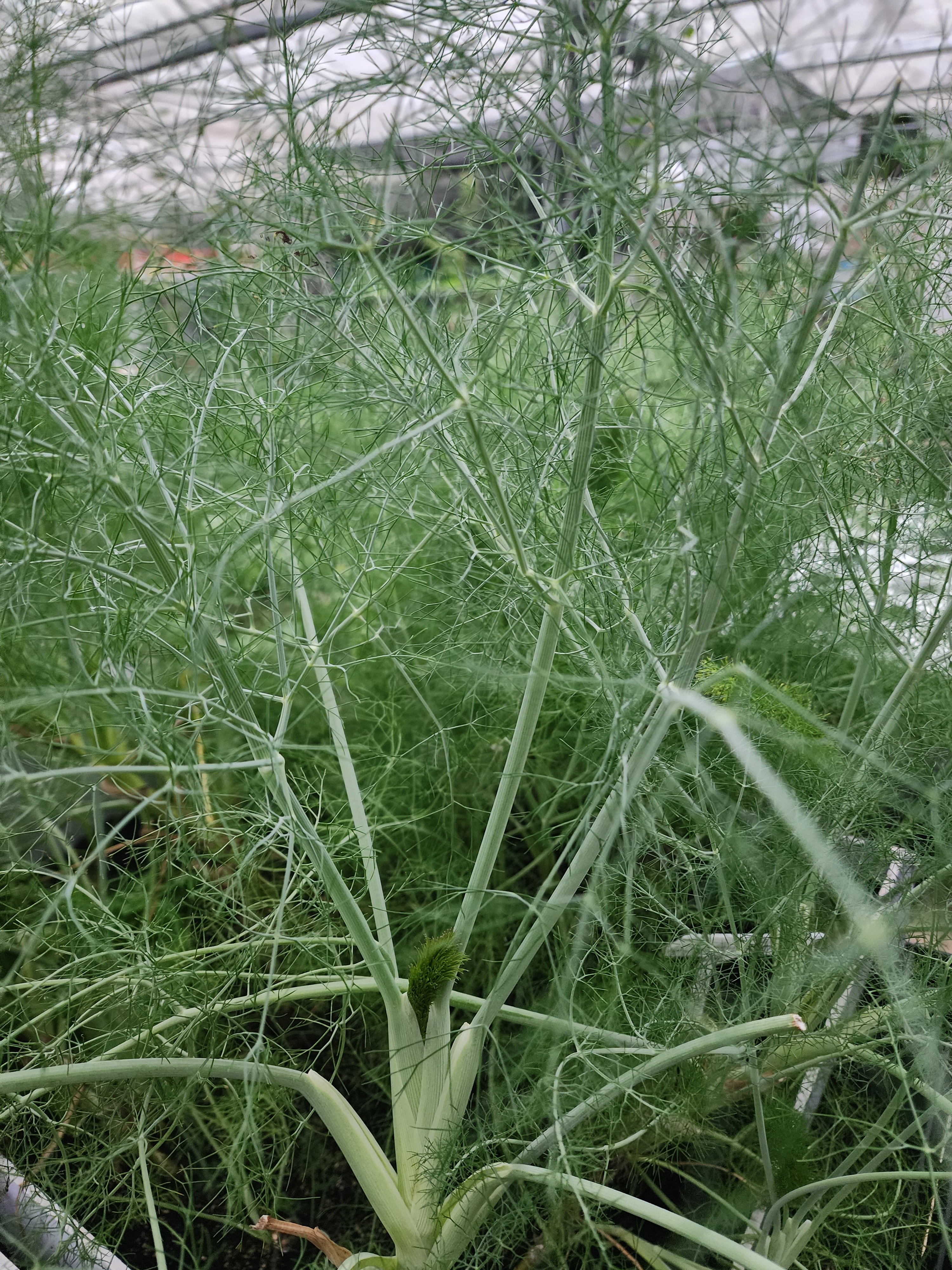 Root Awakening: Plant is the Wingpod Purslane | The Straits Times