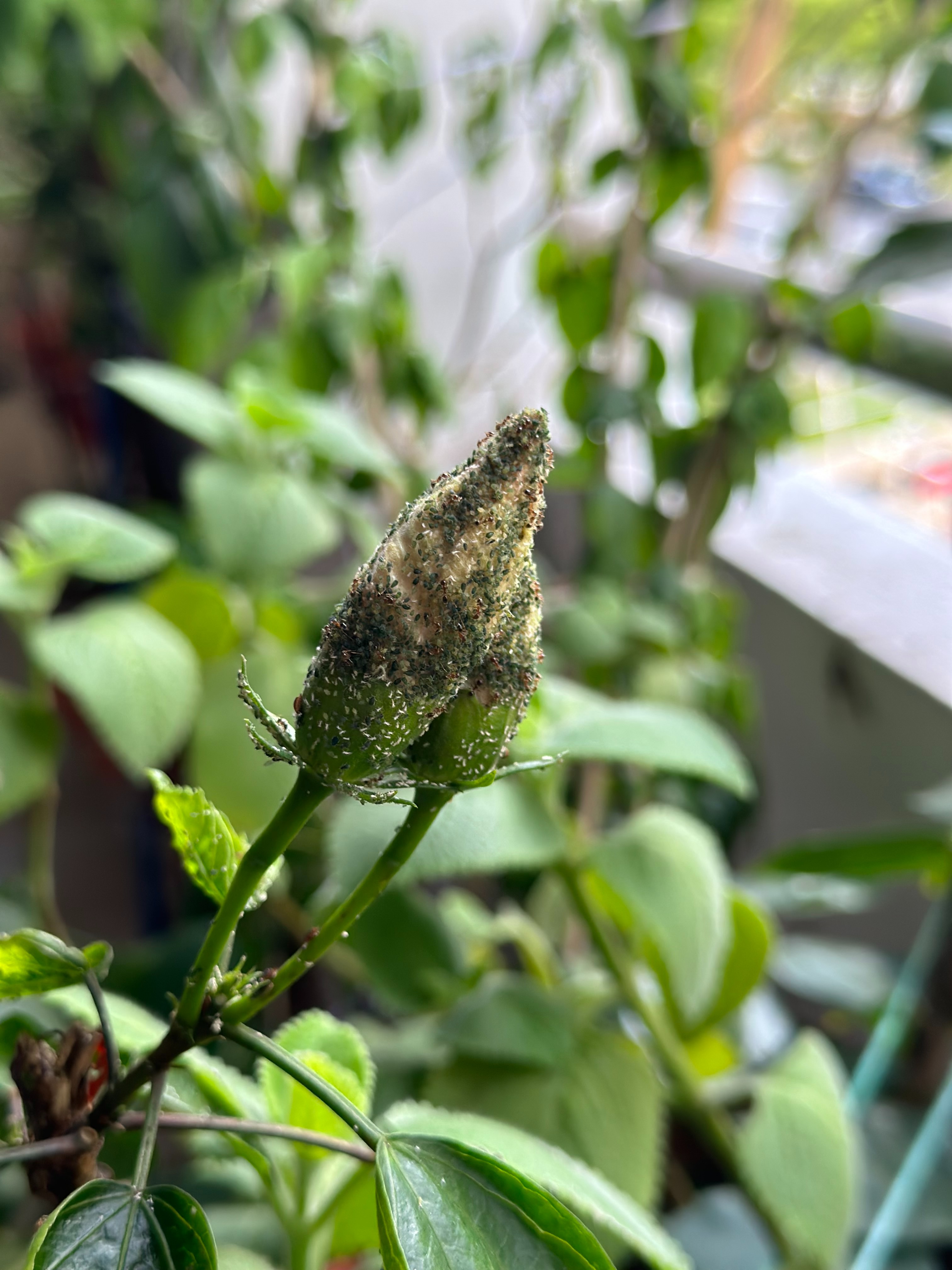 Root Awakening: Pomelo needs sunny spot to thrive | The Straits Times