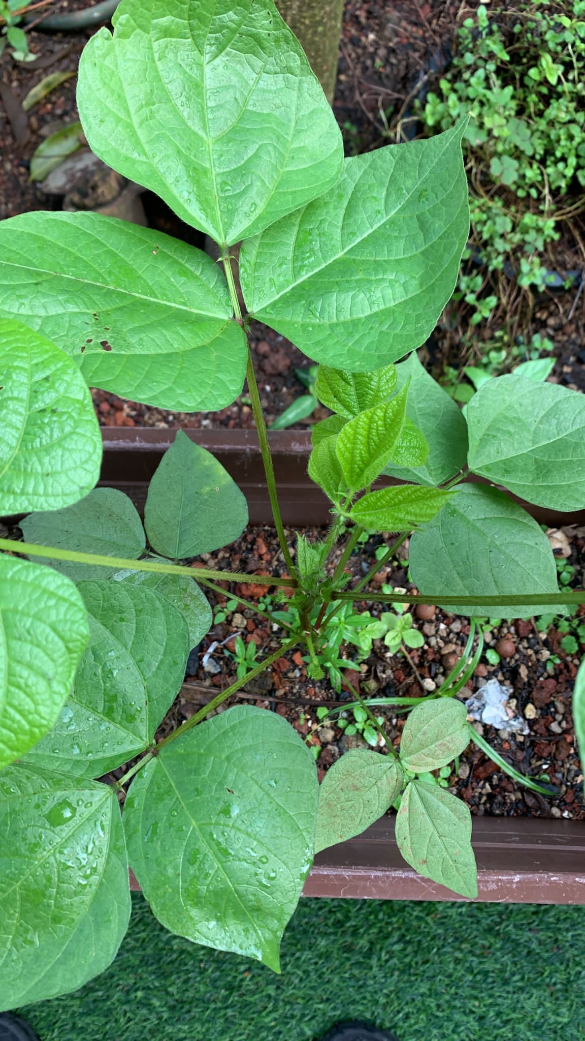 Root Awakening: Shui Mei plant infested with aphids | The Straits Times