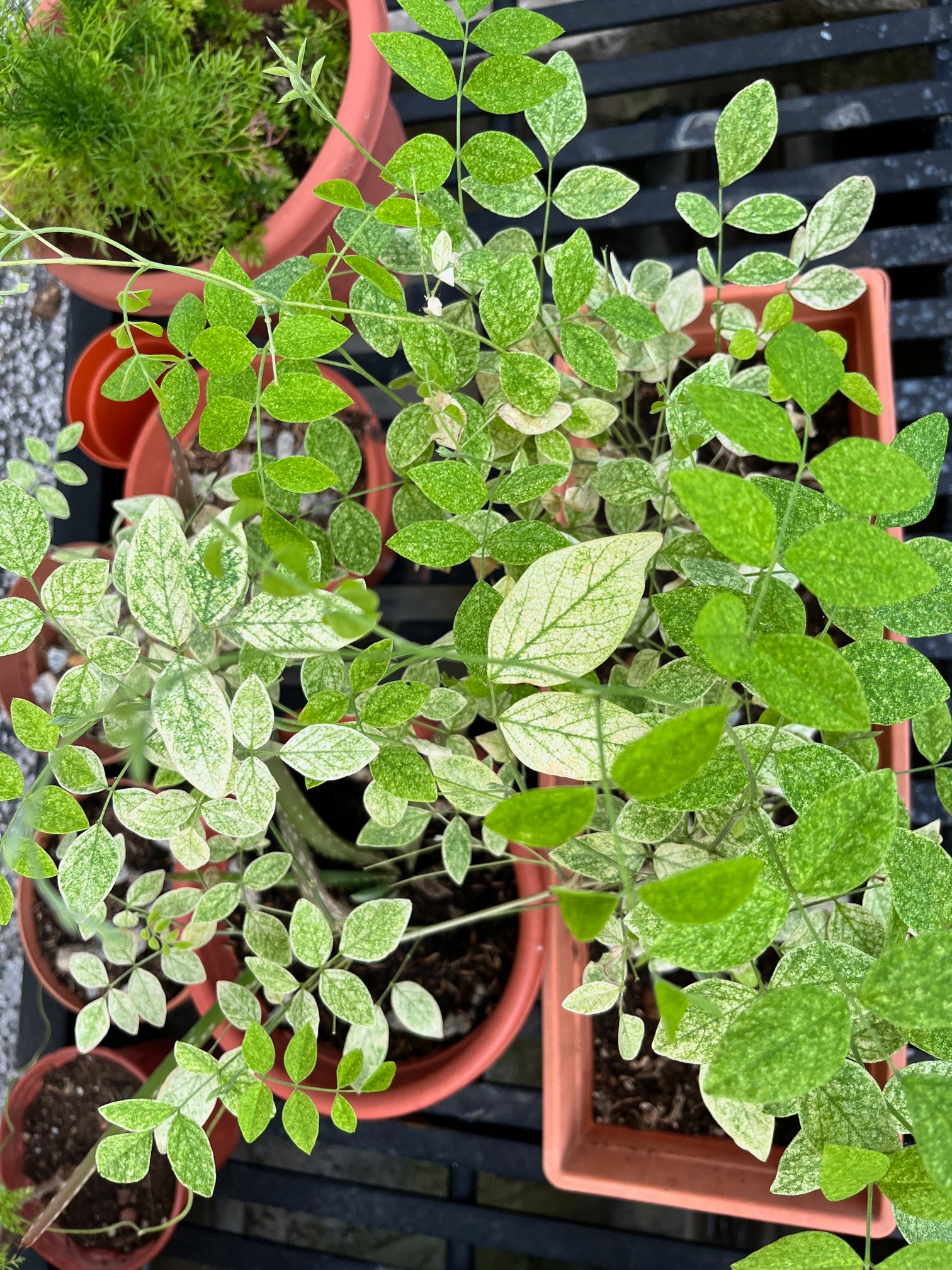 Root Awakening: Shui Mei plant infested with aphids | The Straits Times