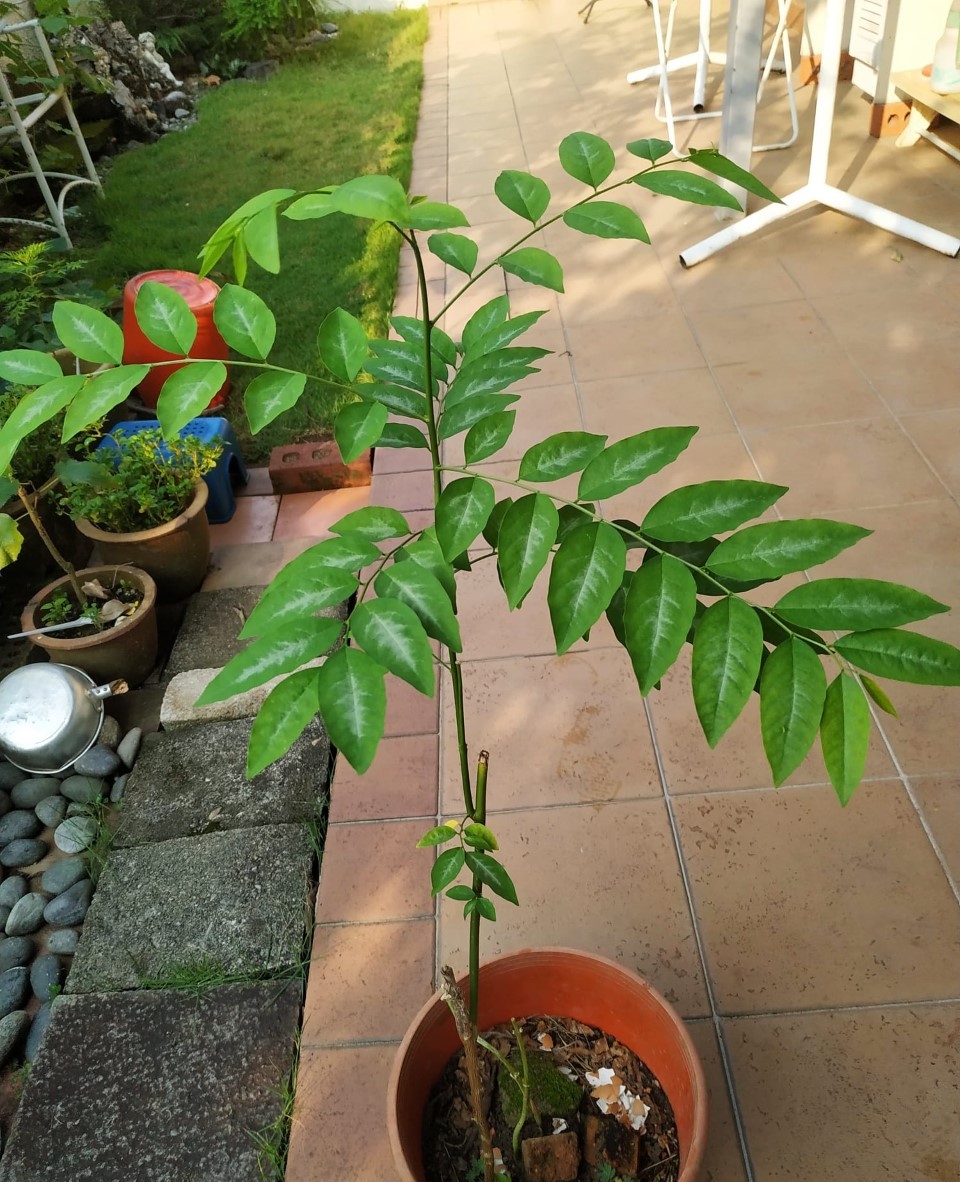 Root Awakening: Shui Mei plant infested with aphids | The Straits Times