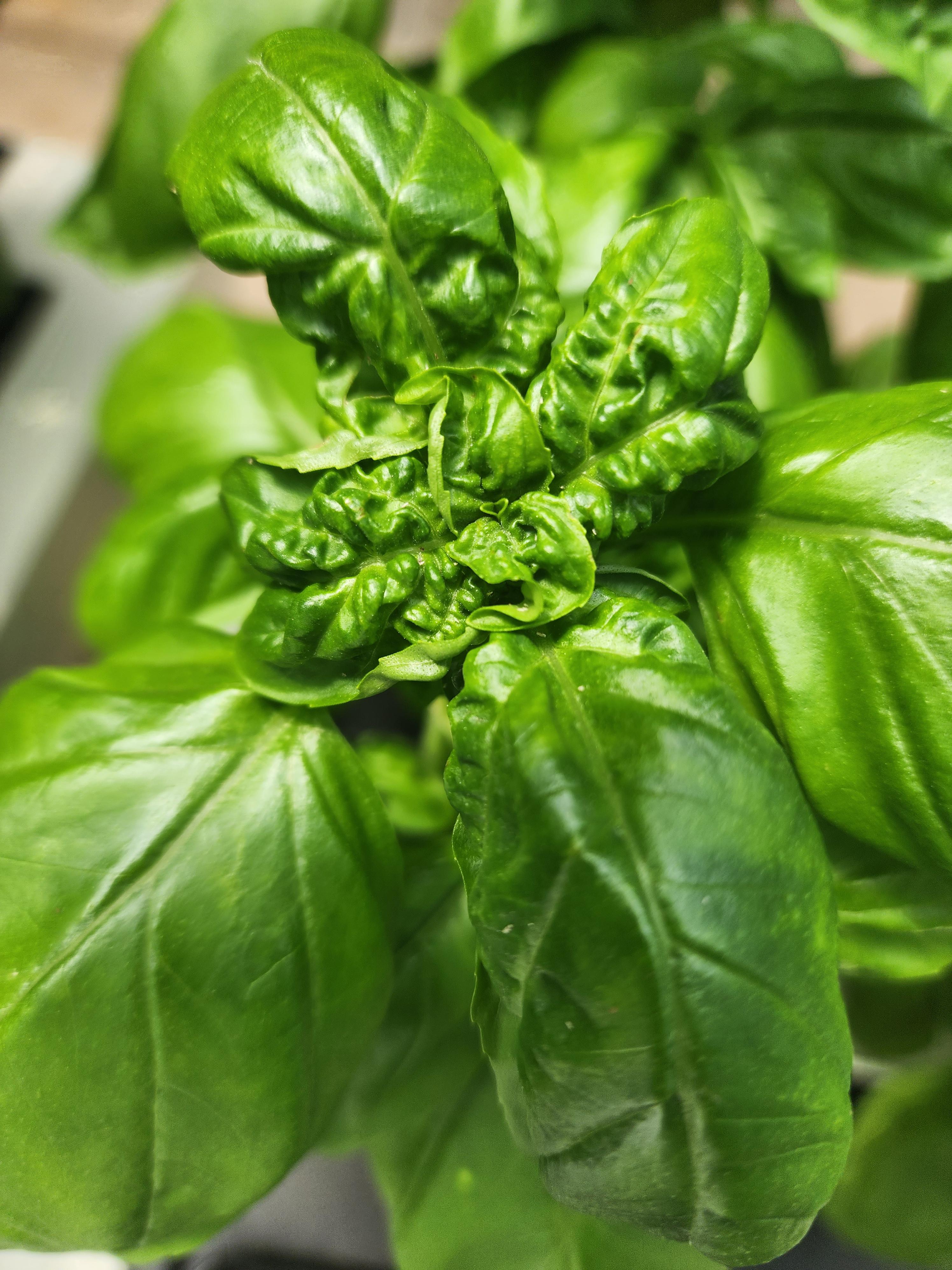 Root Awakening: Seeds from ripe fruit of Japanese bamboo can be used for propagation | The ...