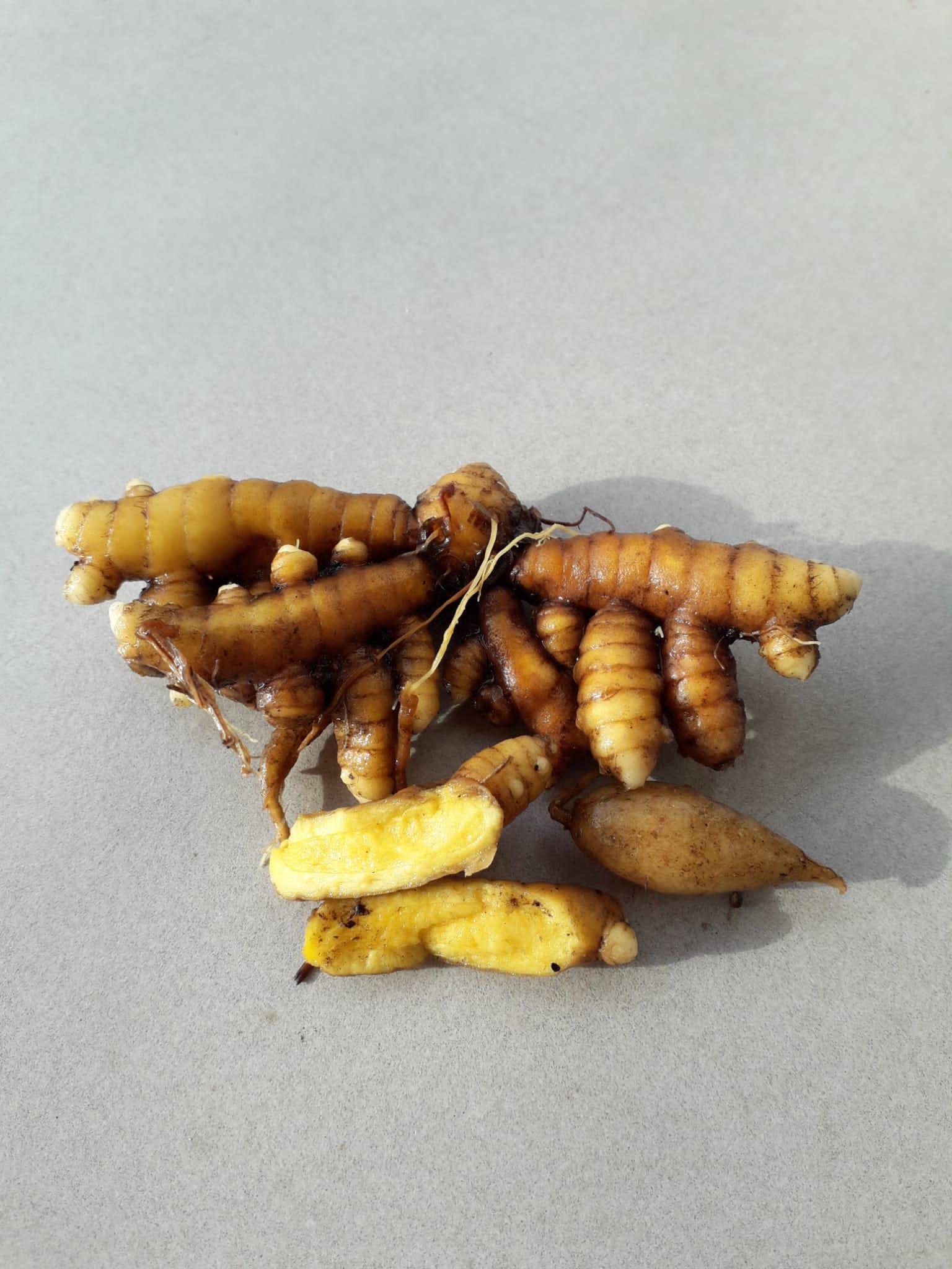 Root Awakening: Seeds from ripe fruit of Japanese bamboo can be used ...