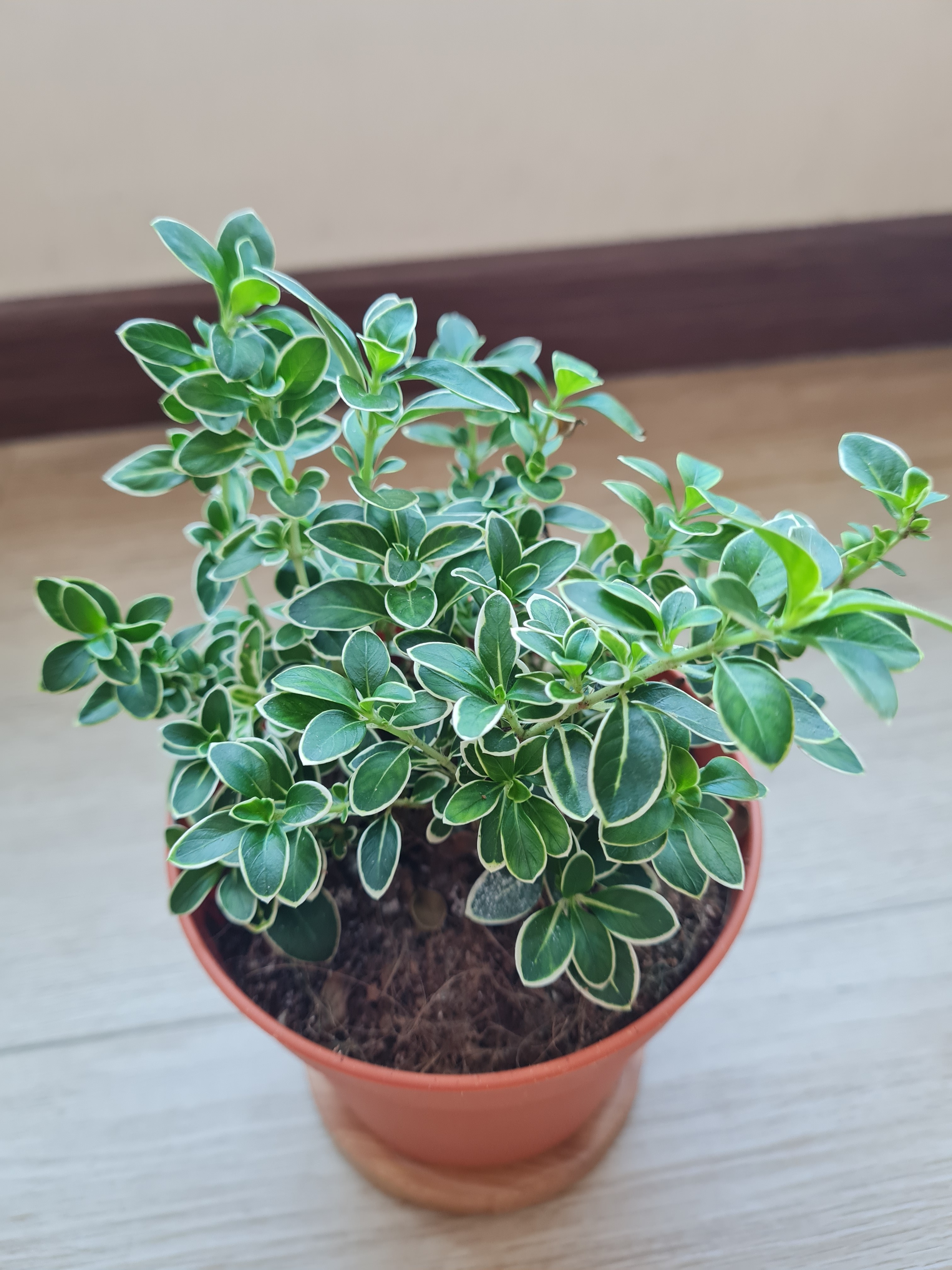 Root Awakening: Mistletoe is parasitic | The Straits Times