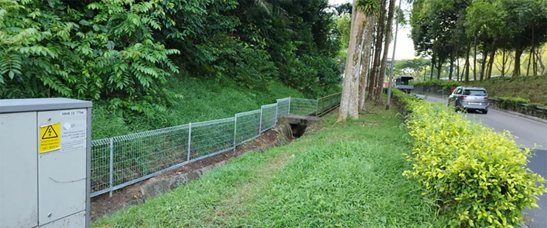 New bridge for wildlife, pedestrians to be built across Upper Bukit ...