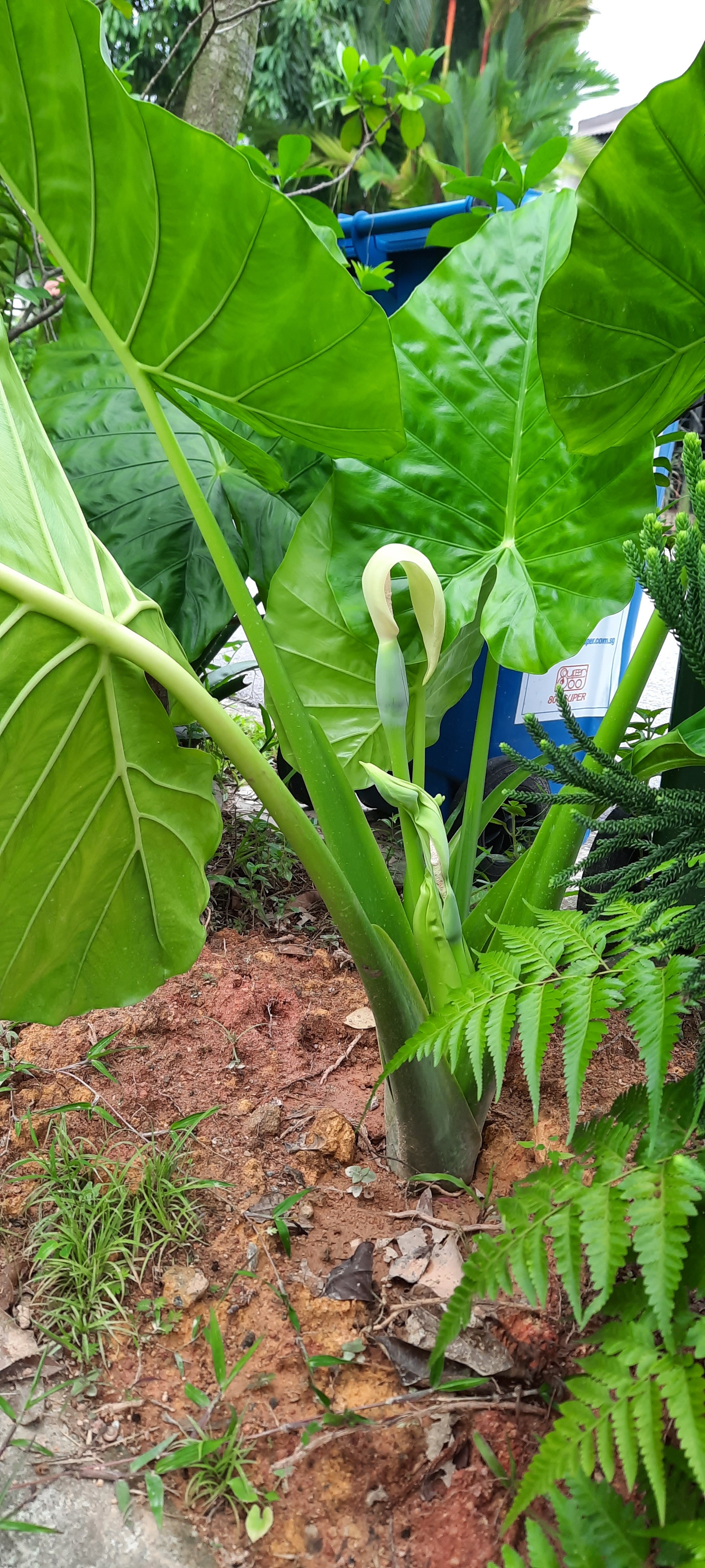 Root Awakening: Avoid eating unknown mushrooms | The Straits Times