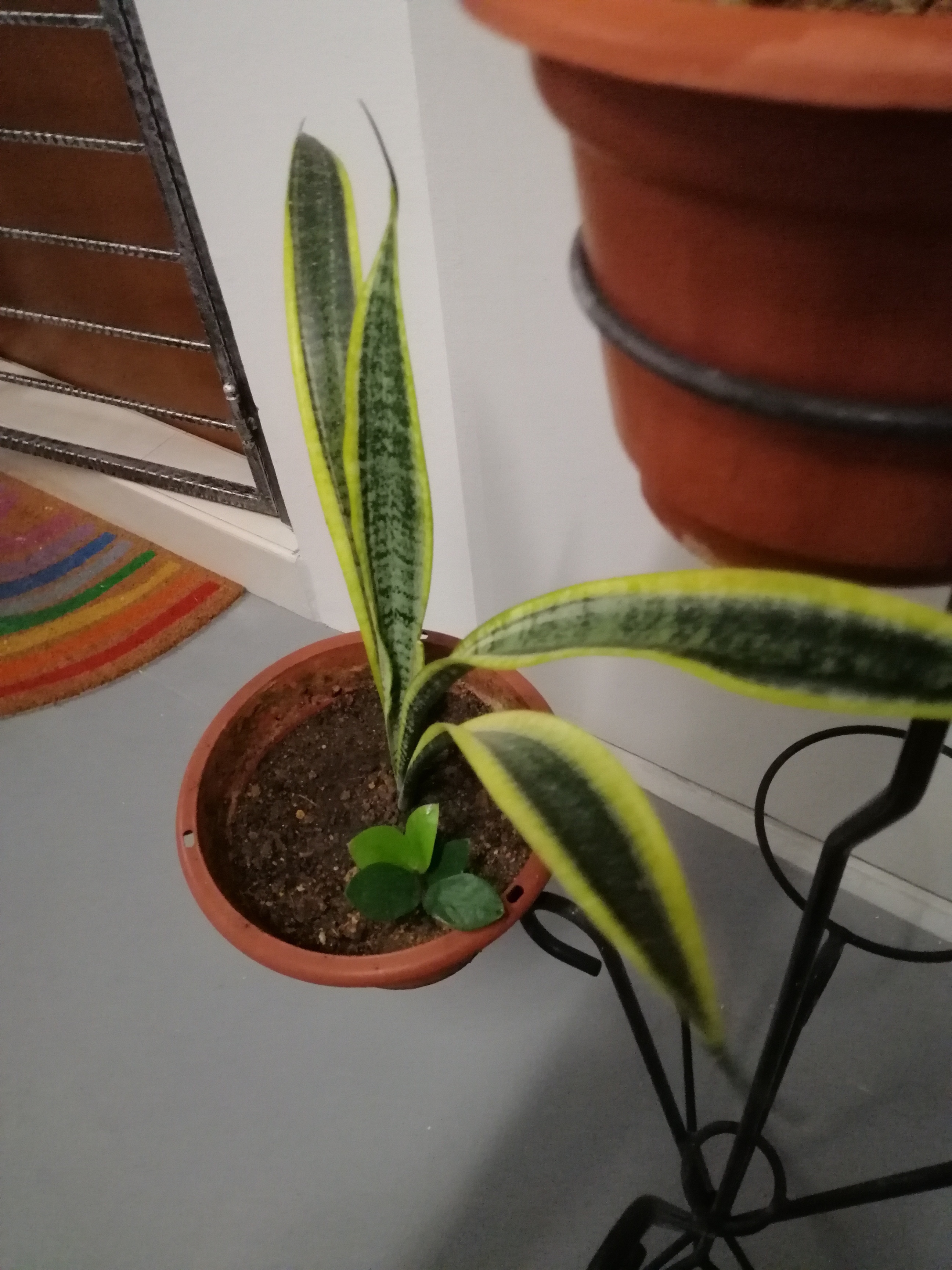 Root Awakening: Fantasy Venice prone to rot | The Straits Times