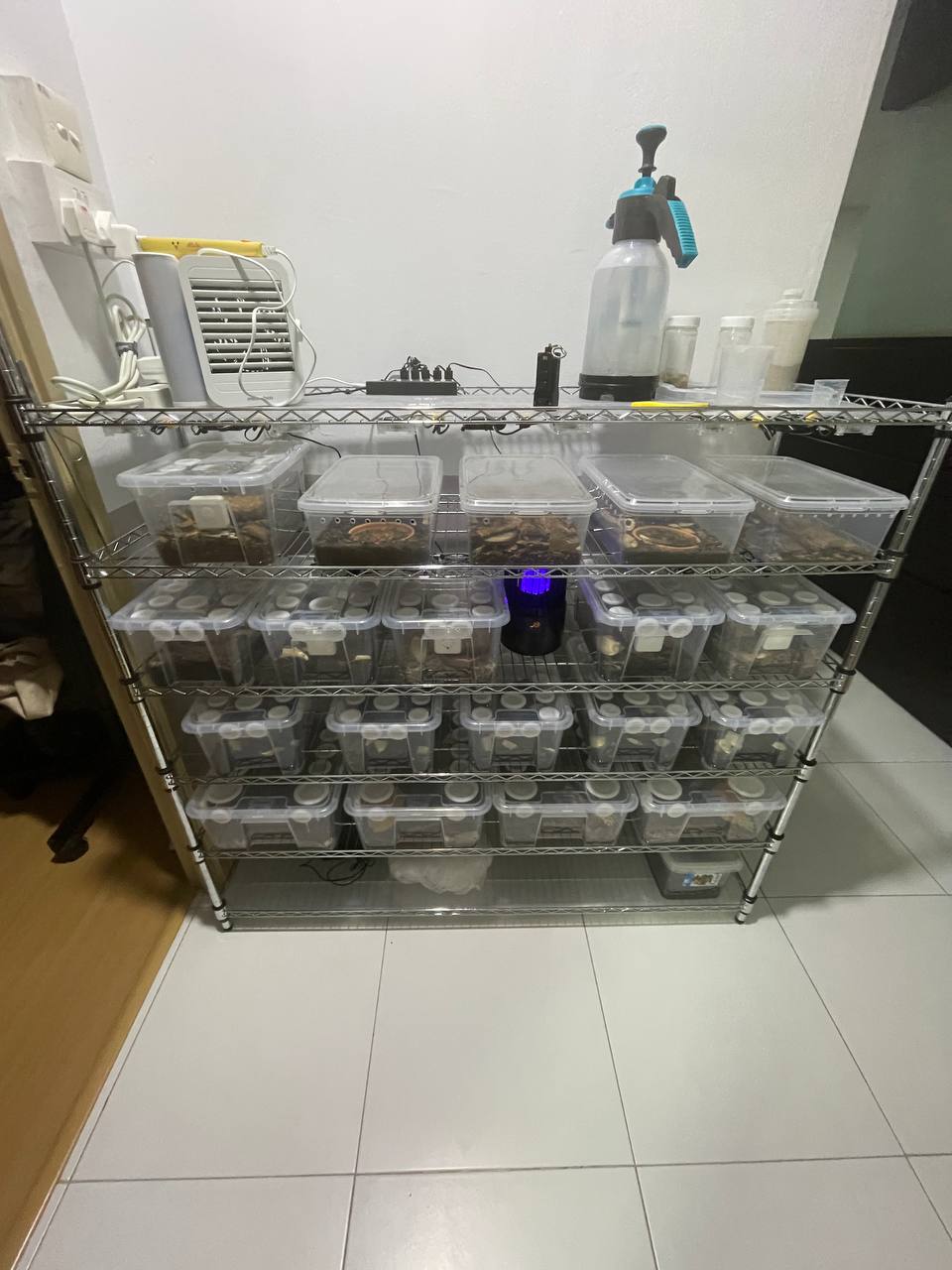 ‘They’re not insects!’: Isopods grow in popularity as pets in Singapore ...