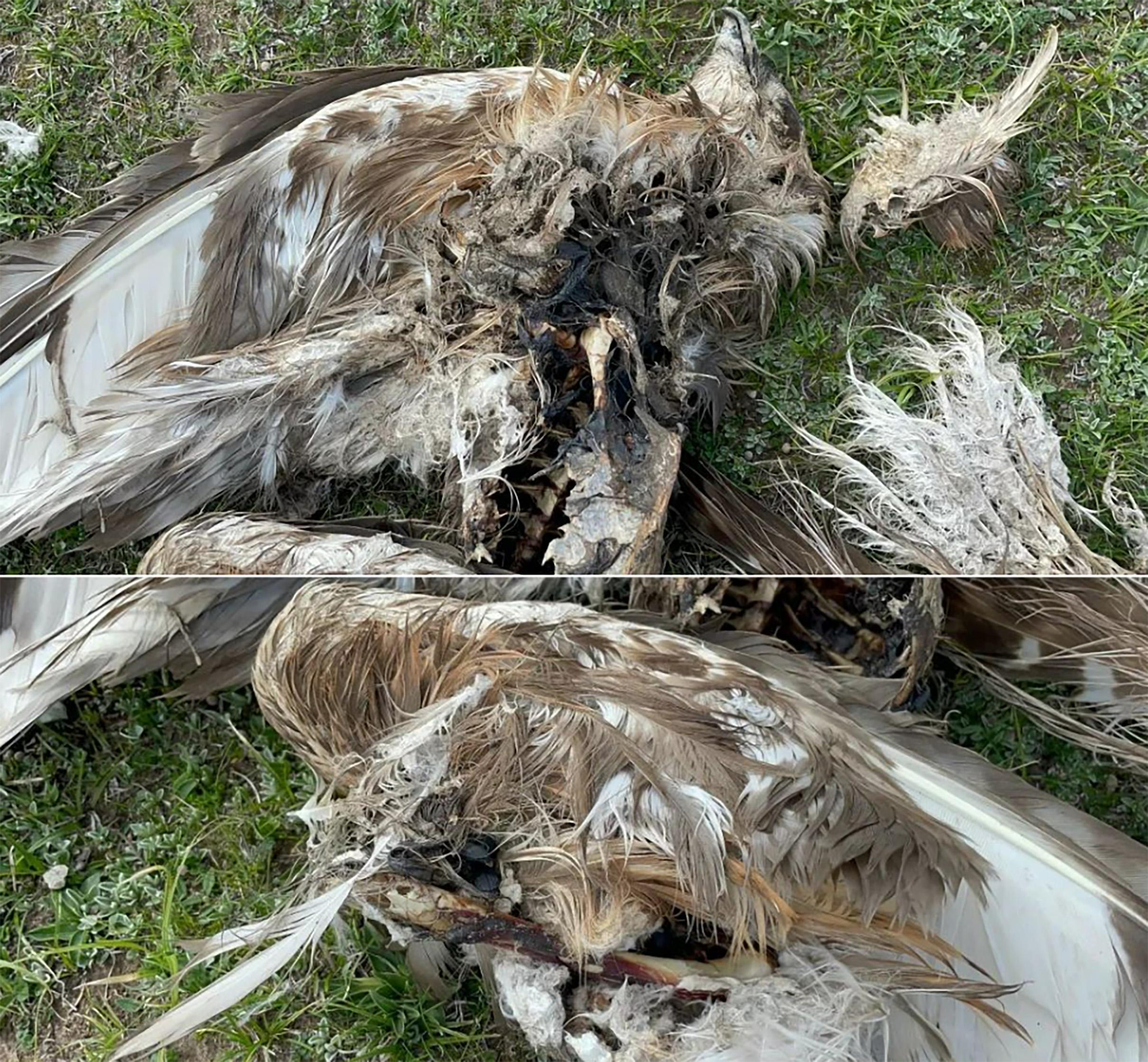 Over 50 endangered raptors found dead near a nature reserve in China ...