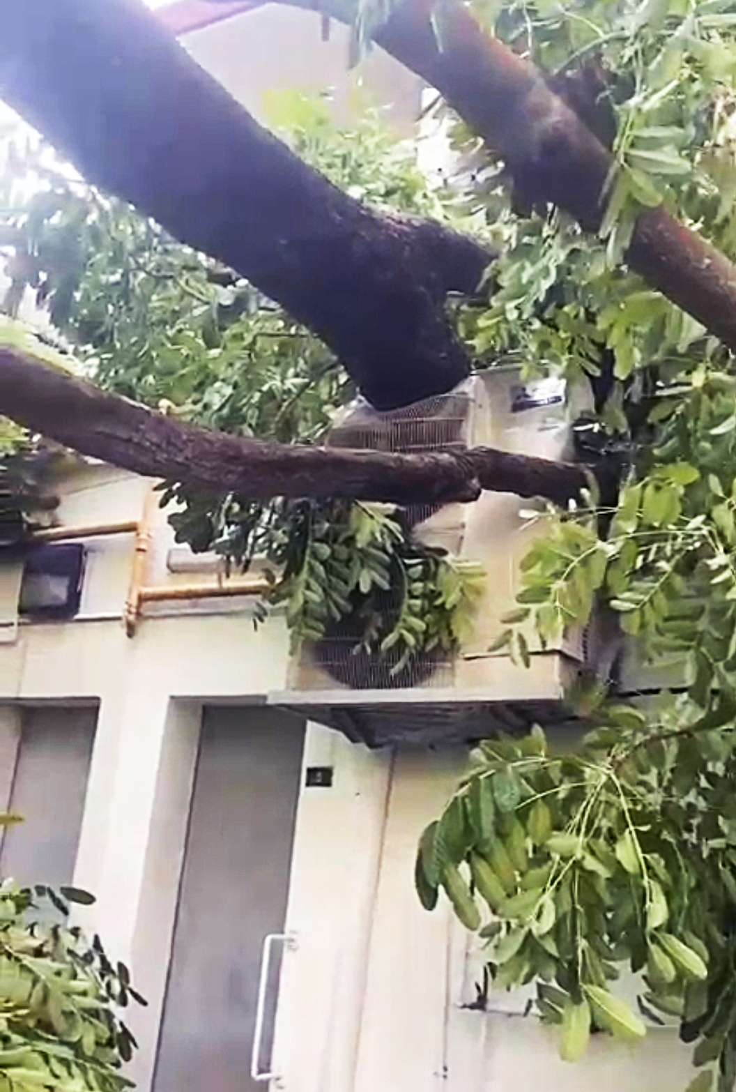 Passenger trapped after huge tree pins car on PIE, another tree falls ...