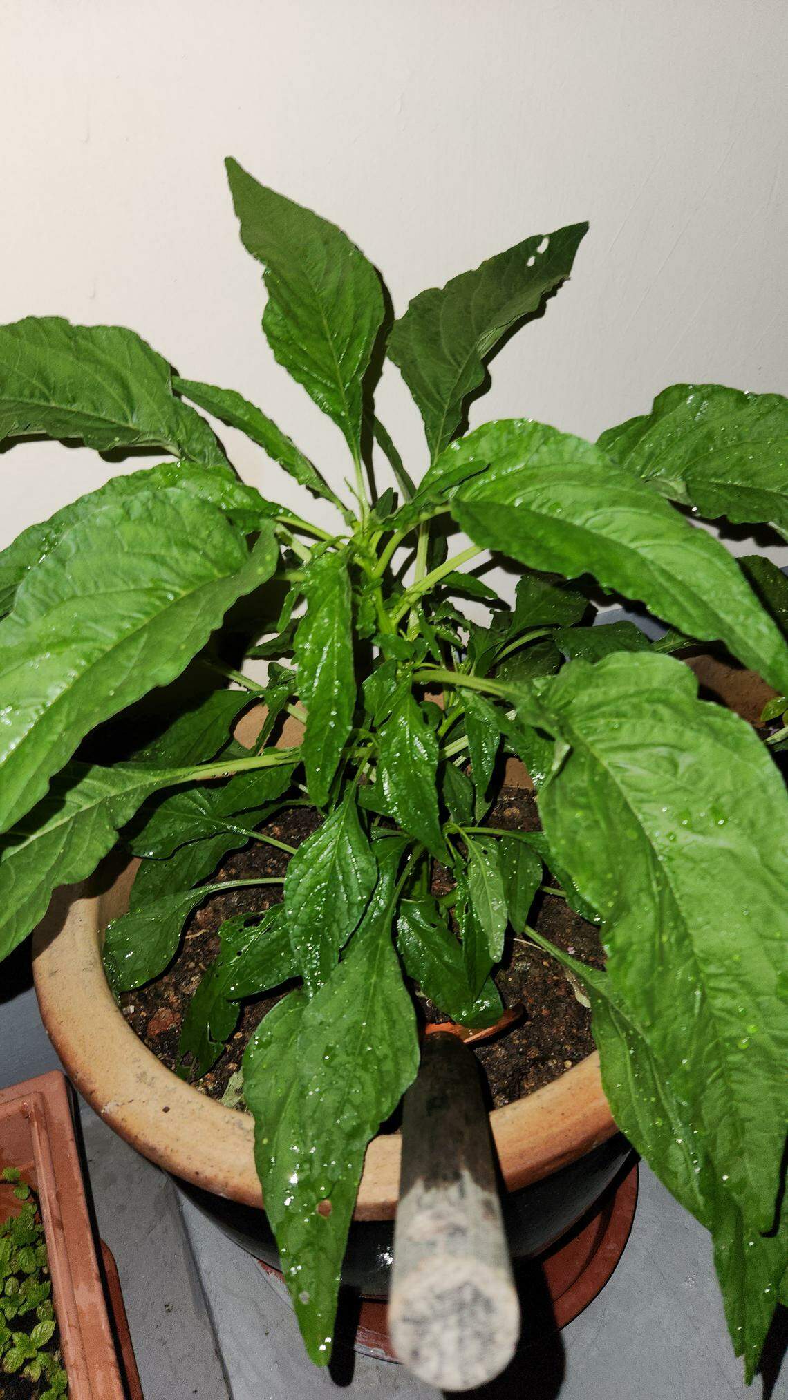 Root Awakening: Derum Bukit produces attractive flowers | The Straits Times