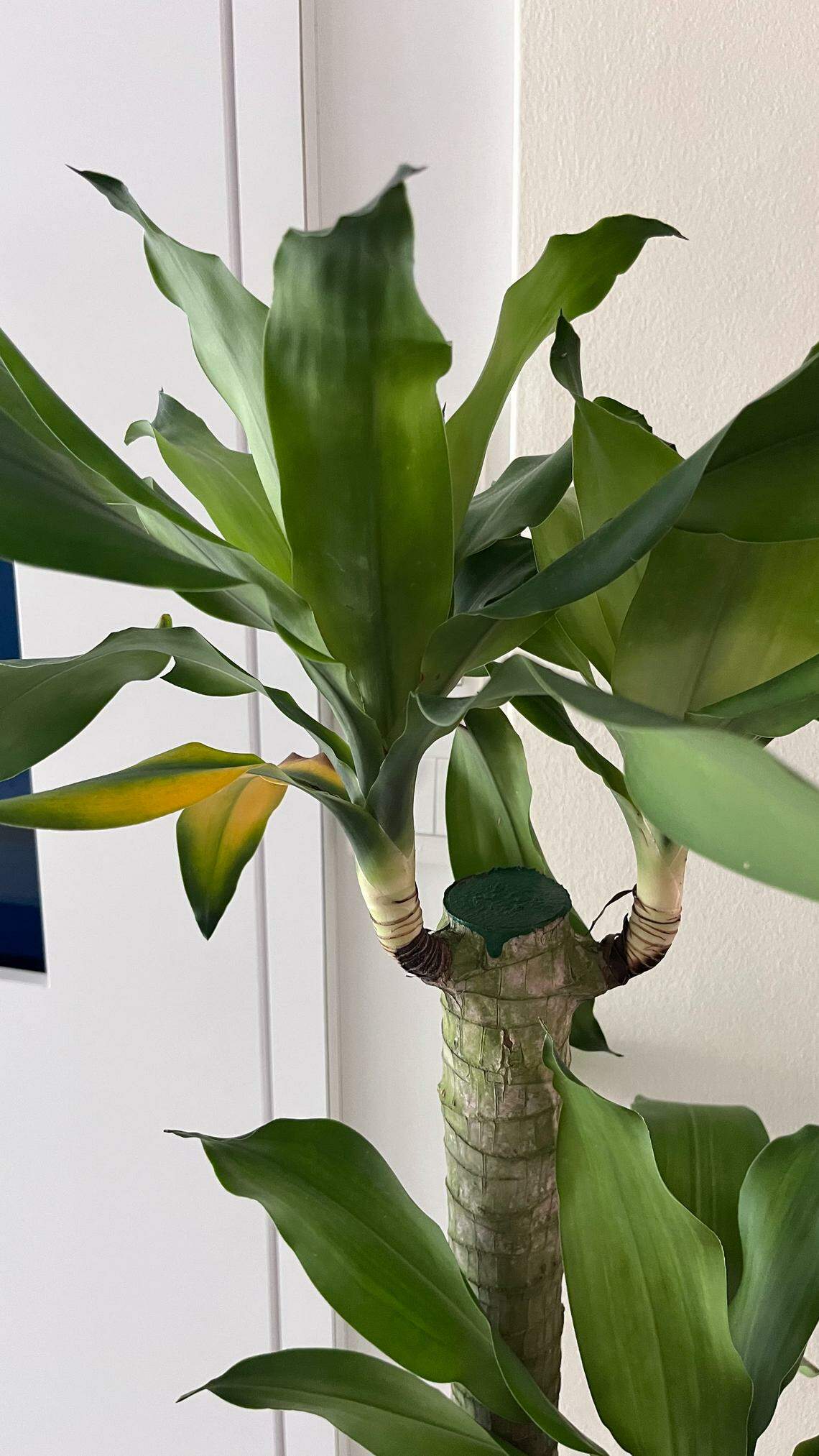 Root Awakening: Derum Bukit produces attractive flowers | The Straits Times