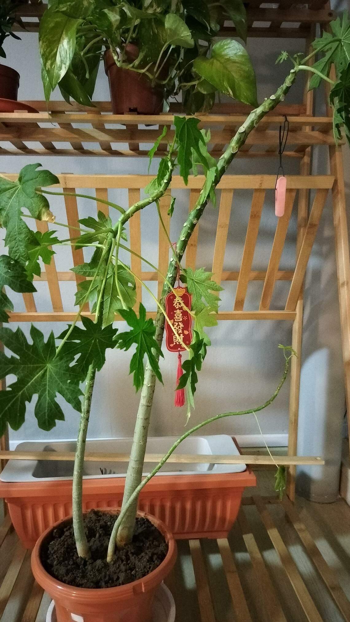 Root Awakening: Derum Bukit produces attractive flowers | The Straits Times