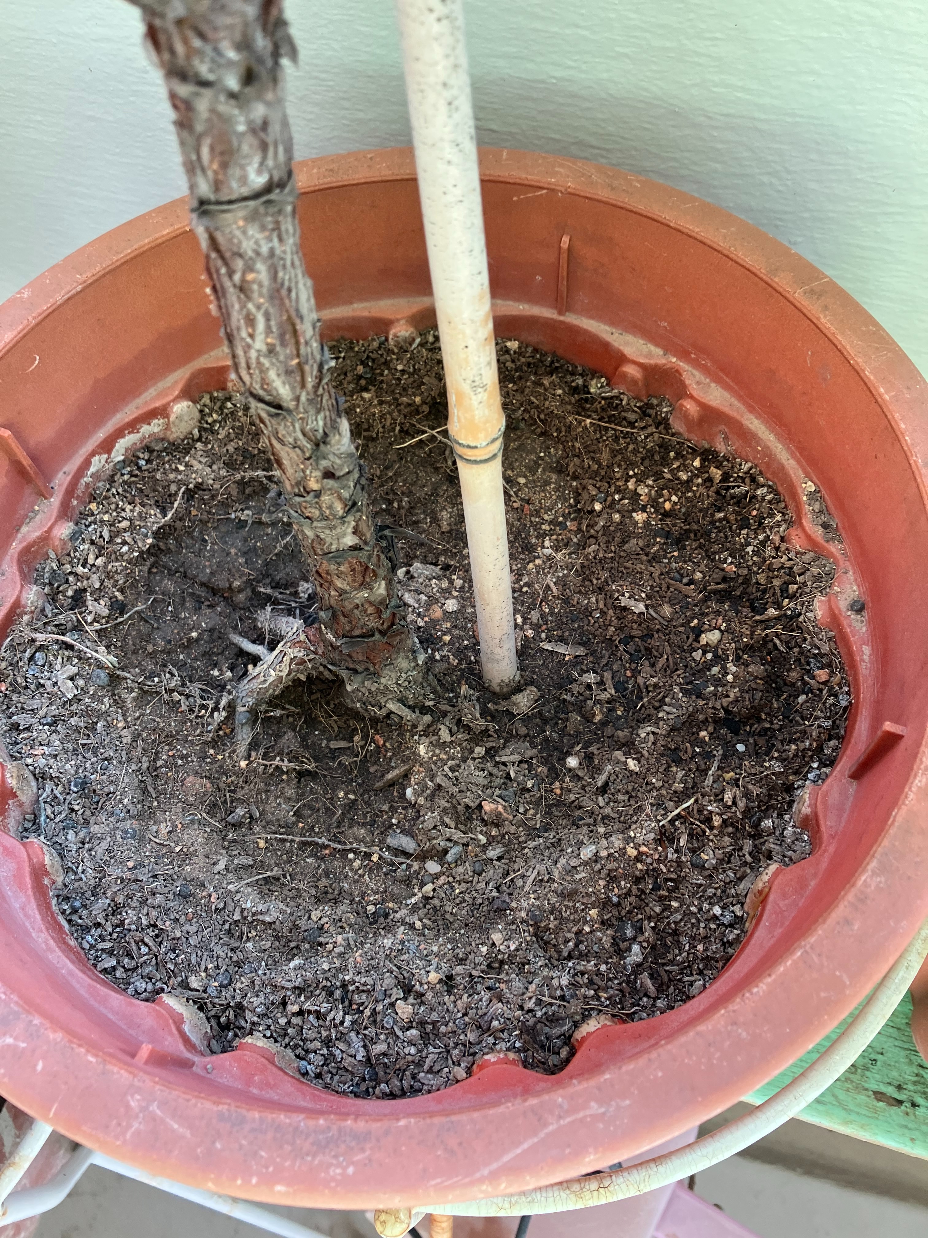 Root Awakening: Snakeweed produces small blue flowers | The Straits Times