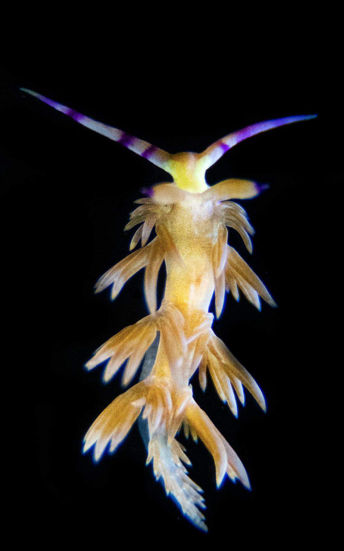 Tiger anemone found in Singapore confirmed to be new species after ...