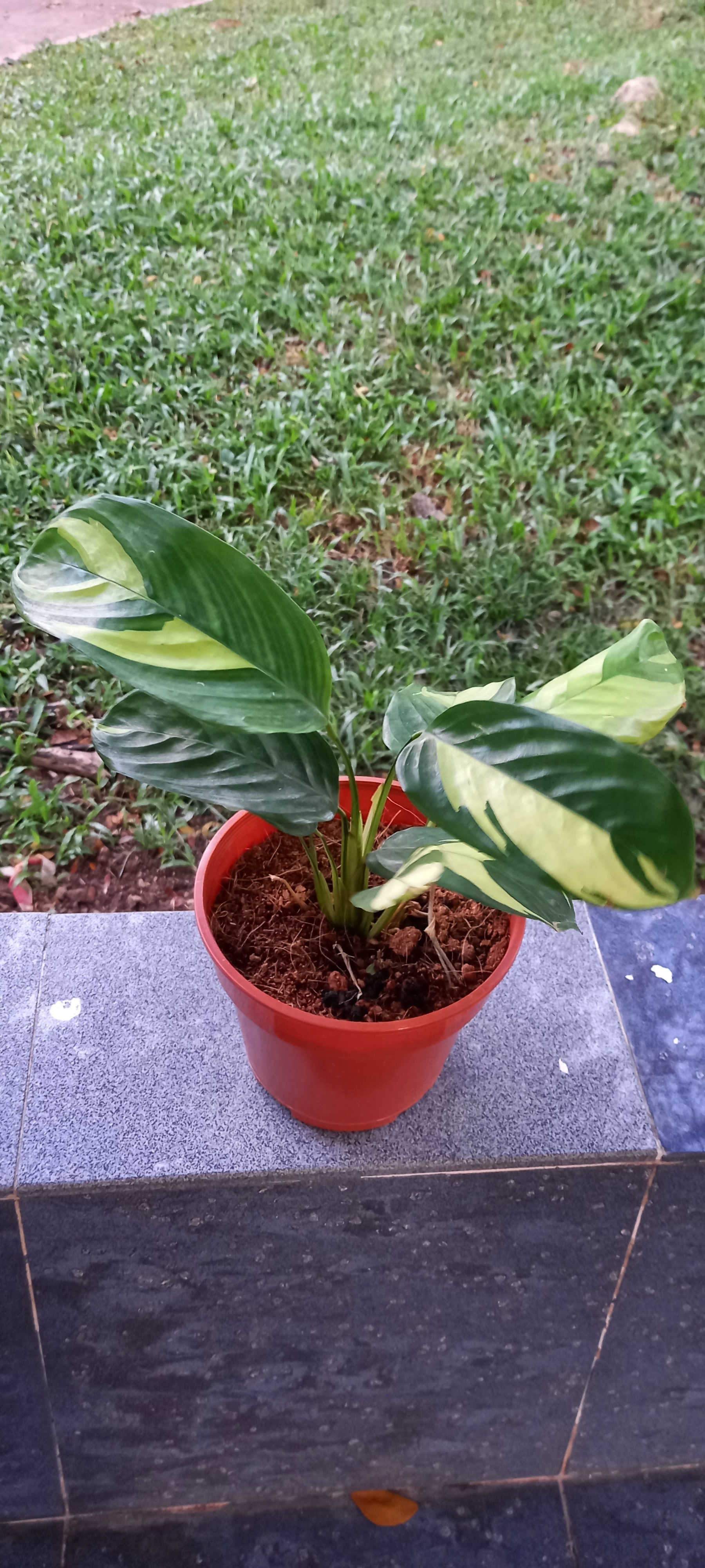 Root Awakening: Lady’s Finger’s leaves change shape with age | The ...