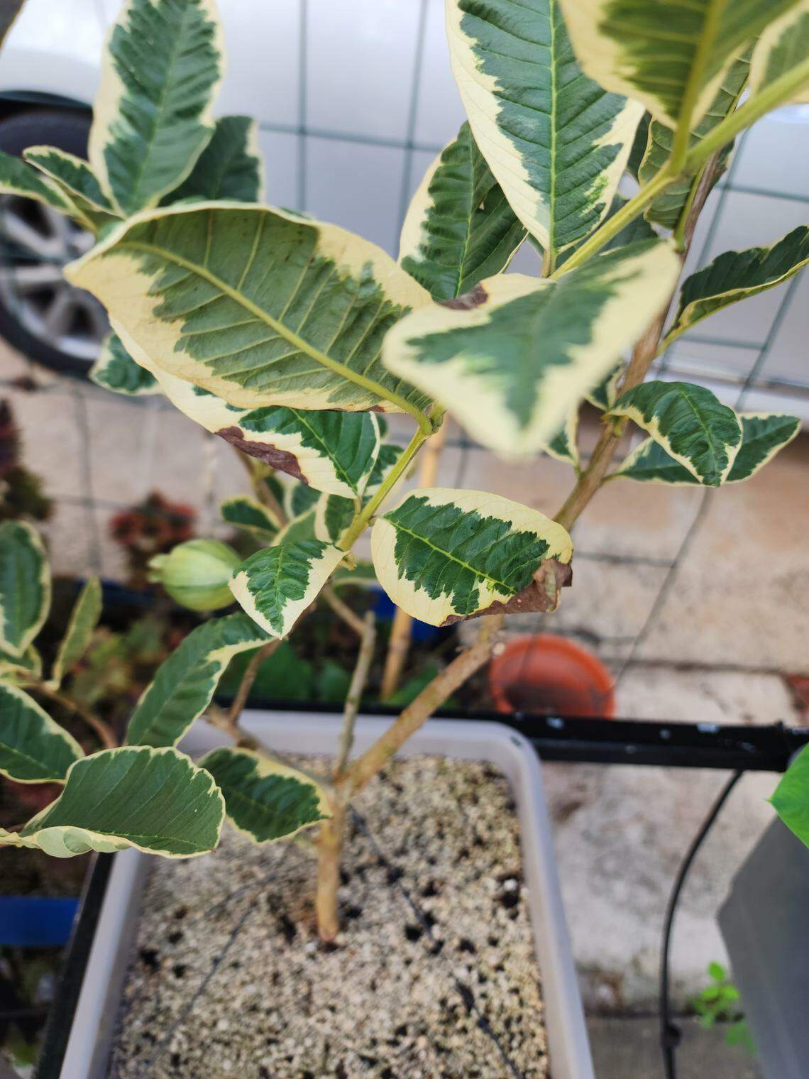 Root Awakening: Pandan plant can be cut for propagation | The Straits Times