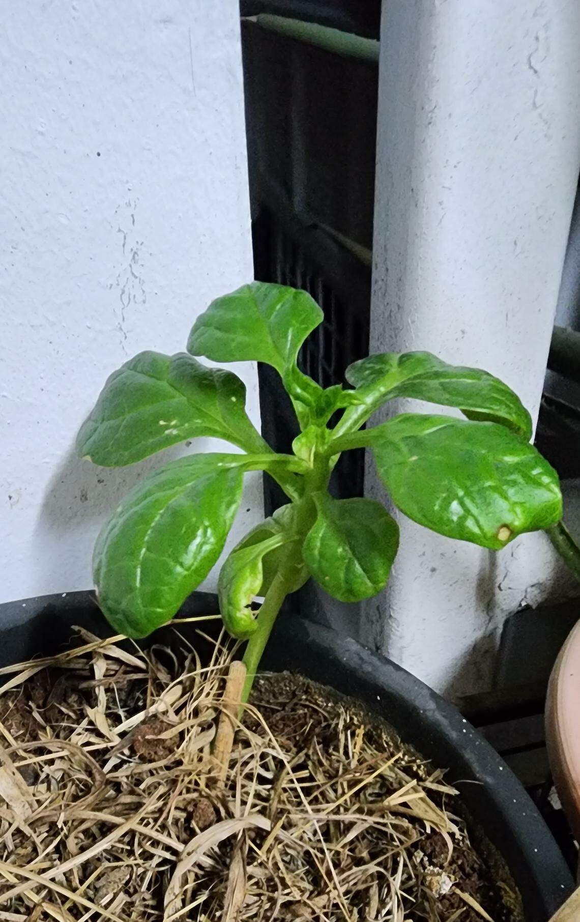 Root Awakening: Pandan plant can be cut for propagation | The Straits Times