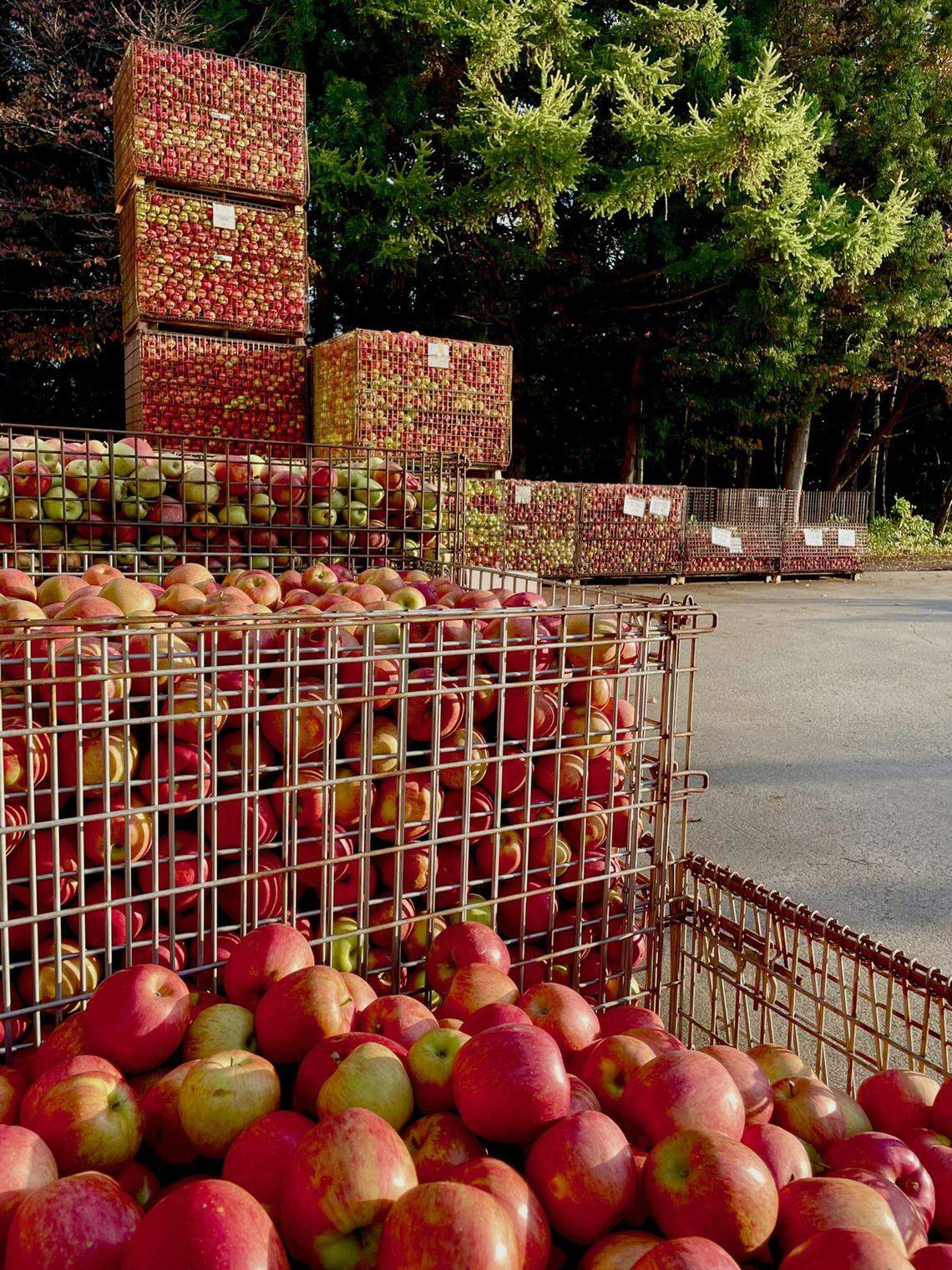 Aomori: Apple juice as thick as milkshake, best autumn colours in Japan ...