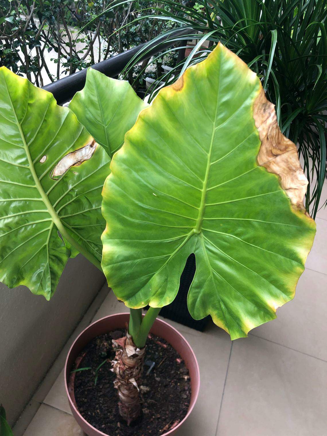 Root Awakening: The common Alstonia tree produces scented flowers | The ...