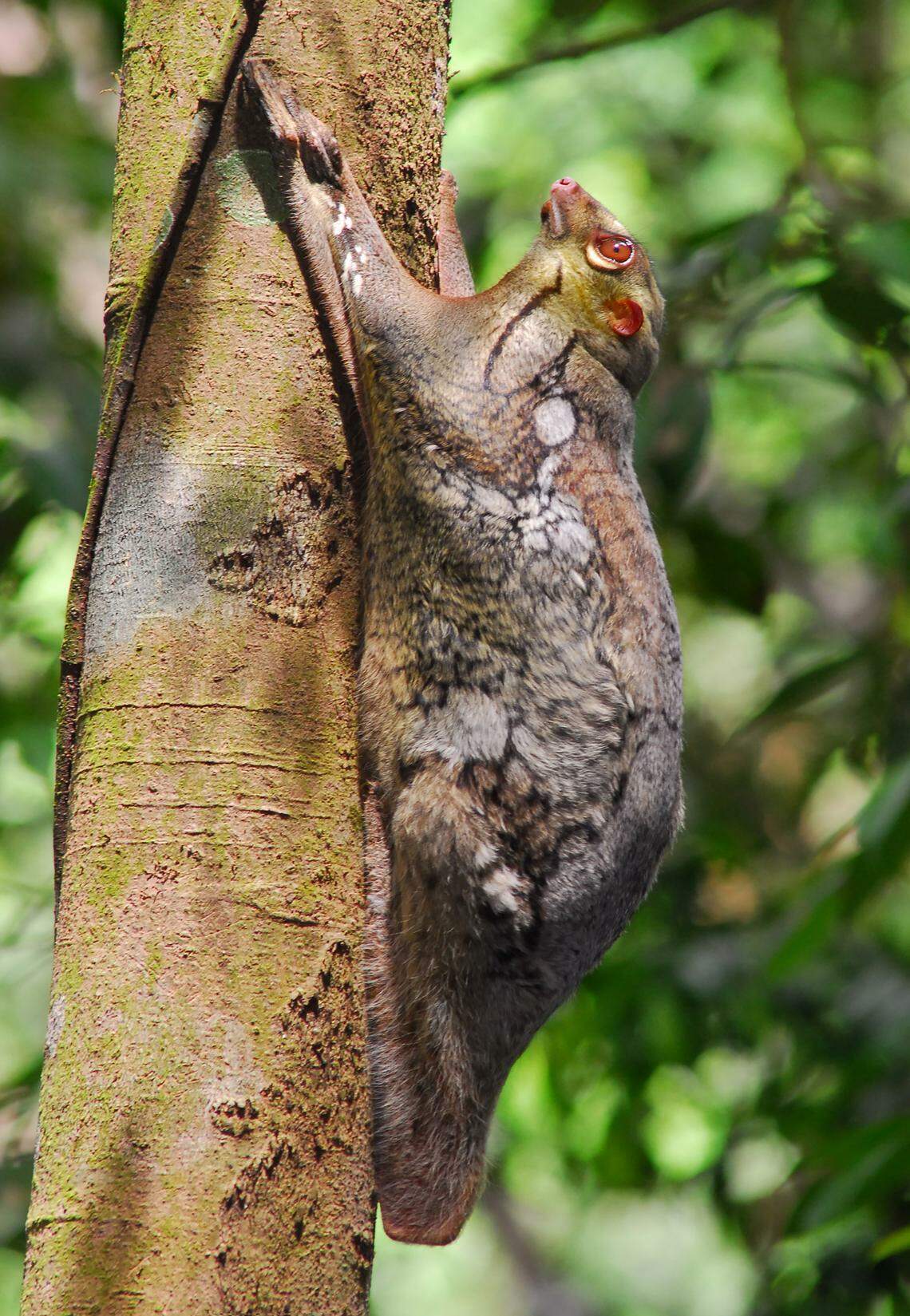 10-year-old jungle bridge over BKE proves a lifeline for pangolins ...