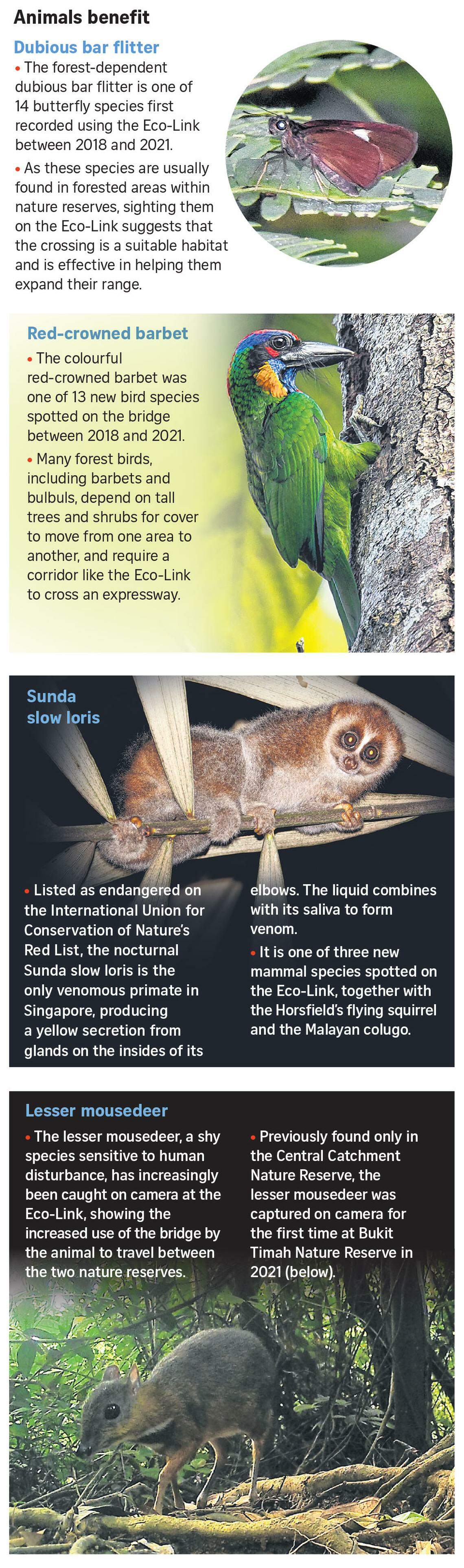 10-year-old jungle bridge over BKE proves a lifeline for pangolins ...
