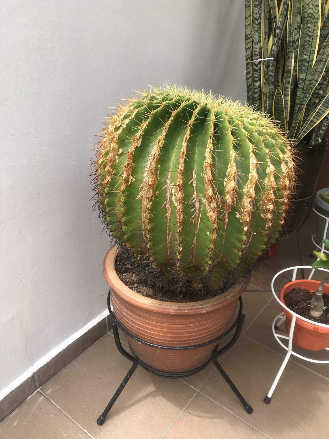 Root Awakening: Sabah Snake Grass needs more nutrients | The Straits Times