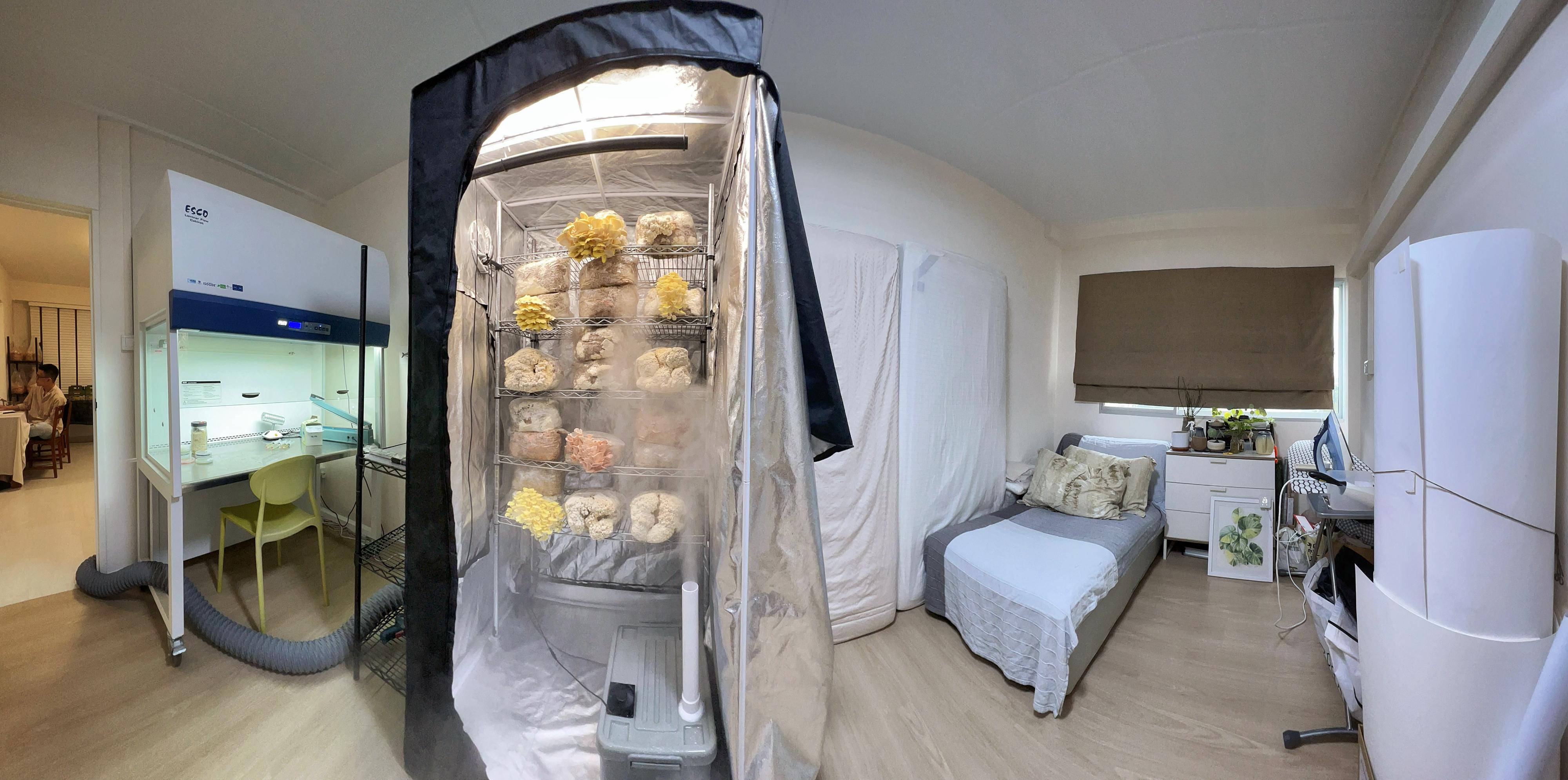 Starting a start-up: From hotel manager to growing mushrooms in a spare ...