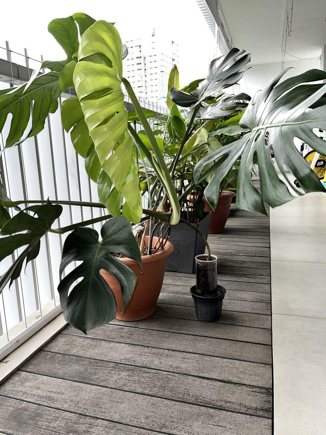 Root Awakening: Red Tree Shrub is a species native to Singapore | The ...