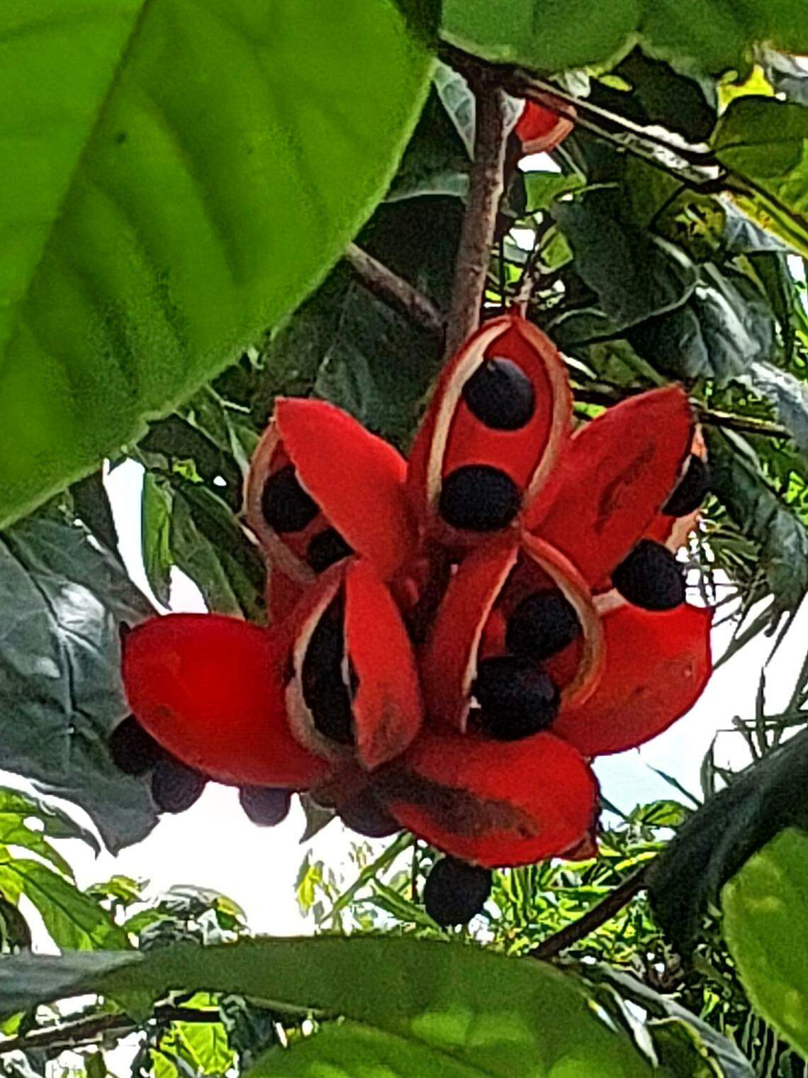 Root Awakening: Brown spots could be scale insects | The Straits Times