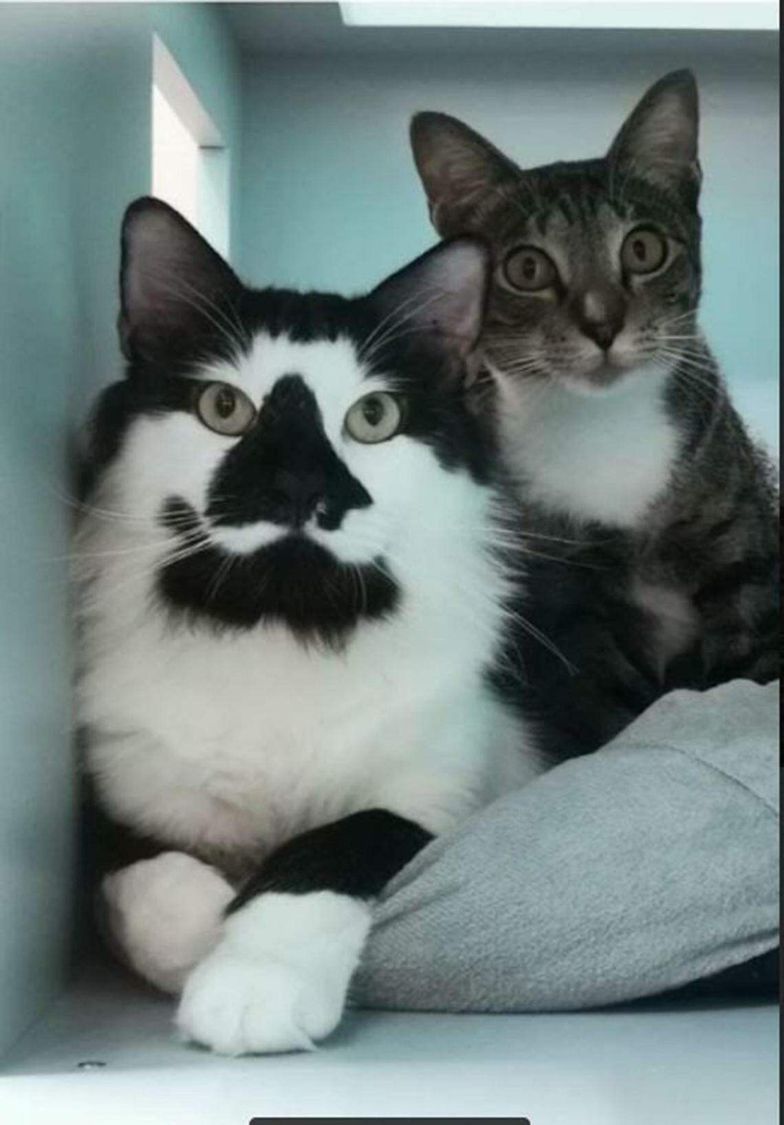 Animals in Singapore had a bleak 2023 – but acts of kindness show there ...