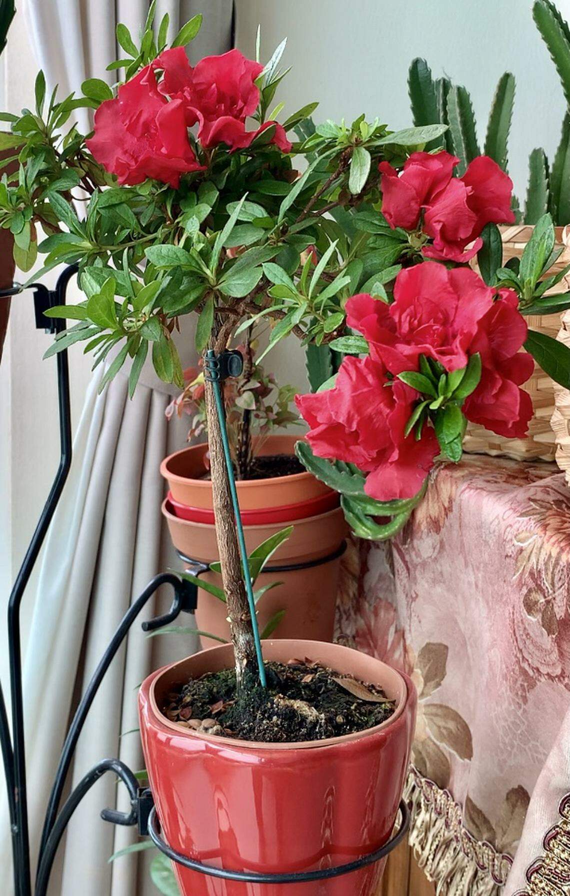 Root Awakening: River Tamarind’s pods are edible | The Straits Times