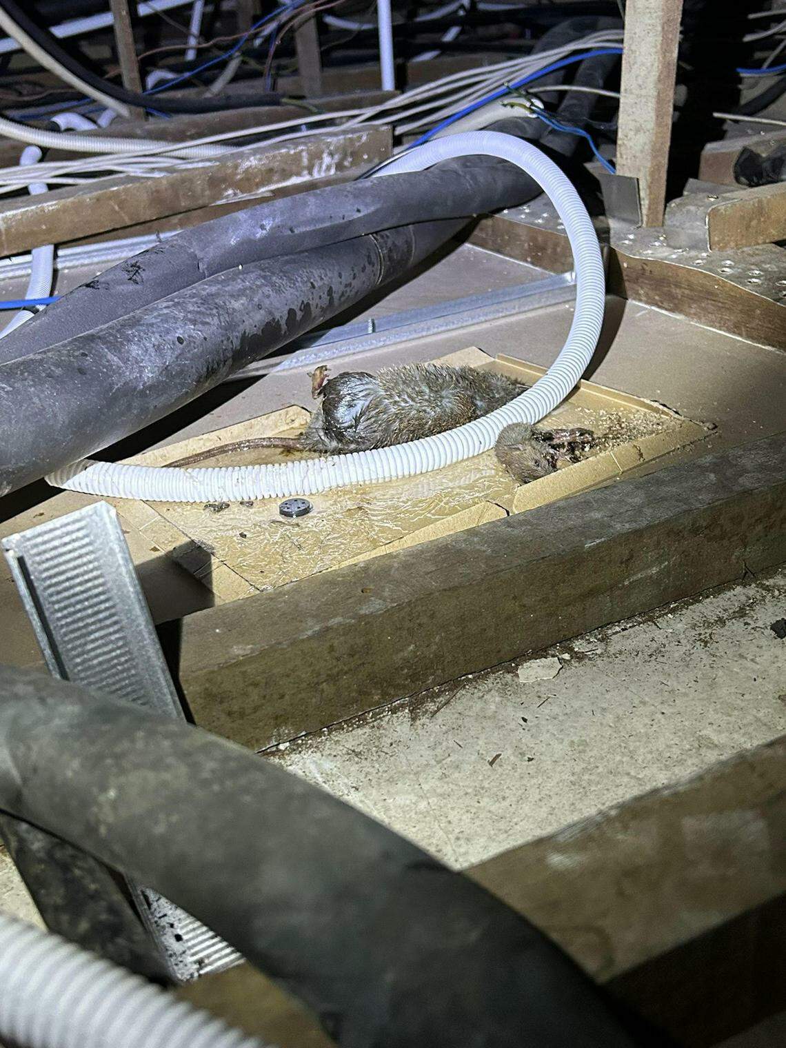 Rats! More rodents spotted in S’pore as they seek dry ground during ...