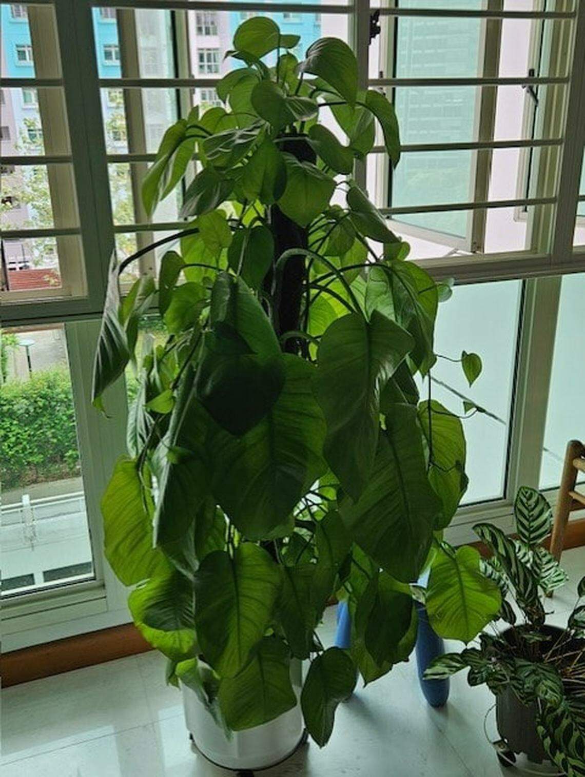 Root Awakening: Turkey berry bears edible fruit | The Straits Times