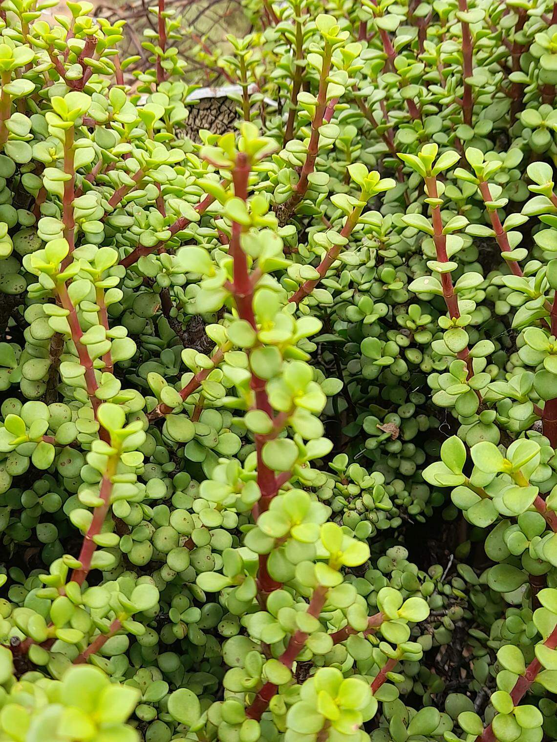 S’pore firms to restore 100,000ha of degraded S. Africa land with ...