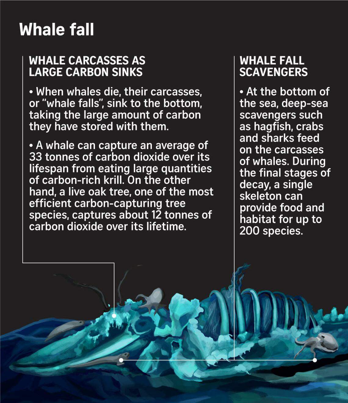 From cities of whale flesh to vents of sulphur and stone: Explore the ...