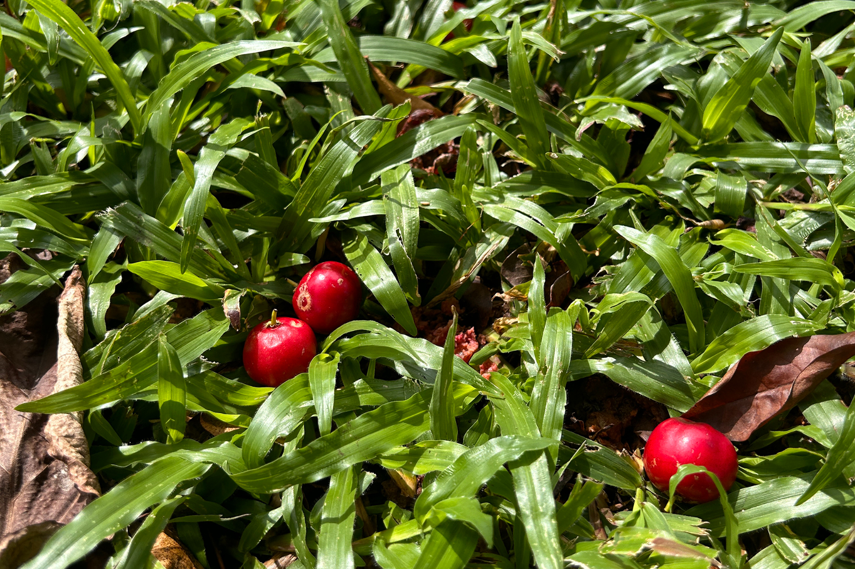 Latest Root Awakening | The Straits Times