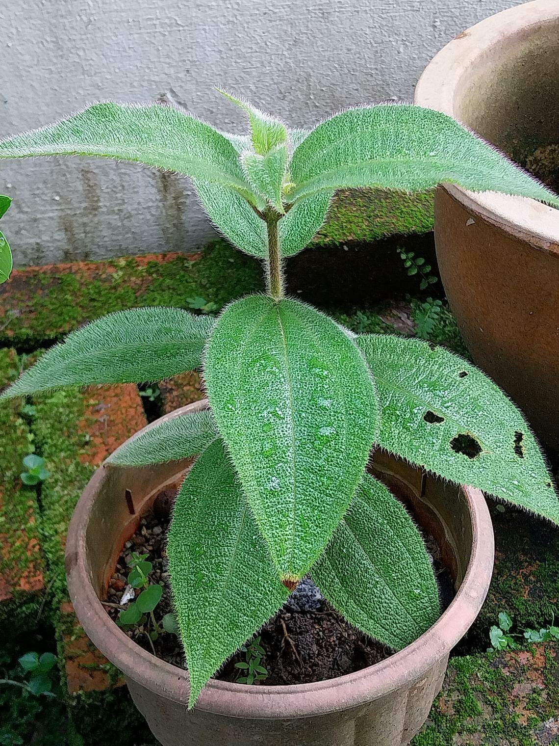 Root Awakening: Do not eat Fukugi Tree’s fruit | The Straits Times
