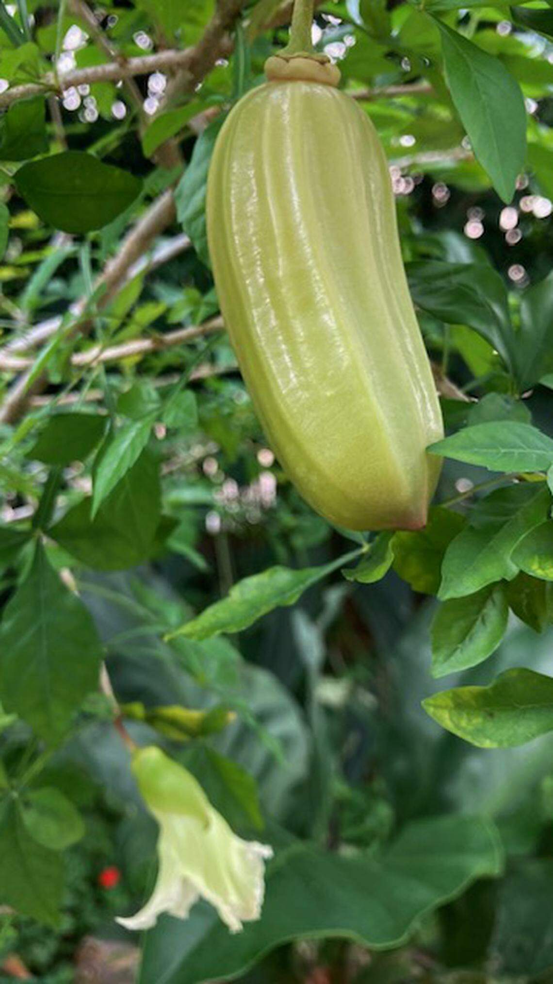 Root Awakening: Use moss pole to support Money Plant | The Straits Times