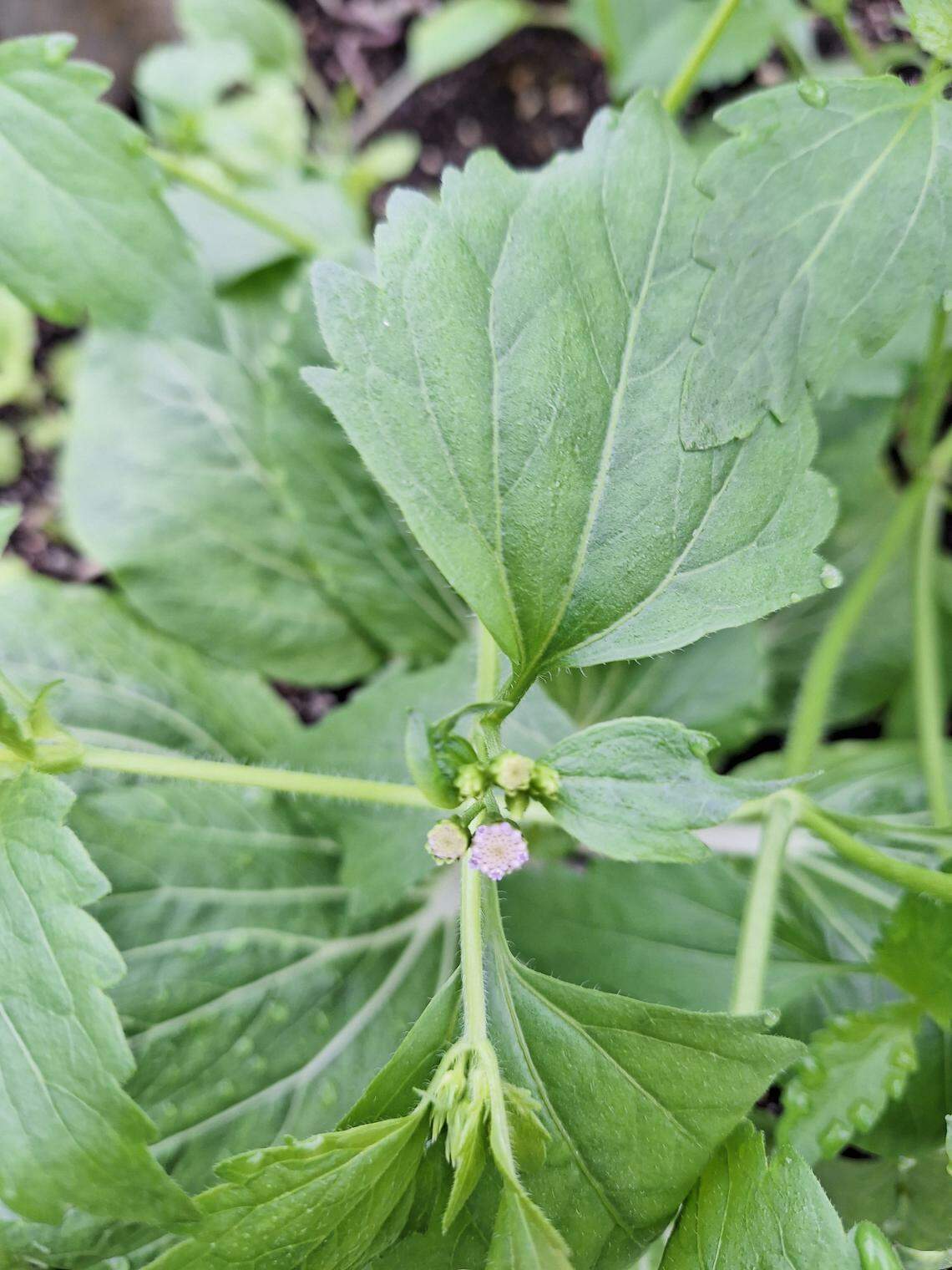 Root Awakening: Dracaena is infested with scale insects | The Straits Times