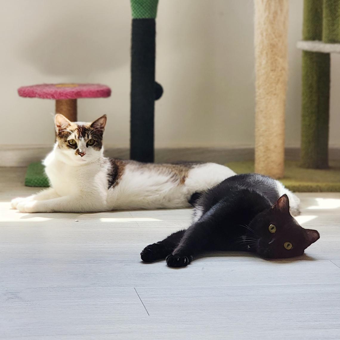 Pet cat licensing scheme kicks in on Sept 1: Here’s what you need to ...